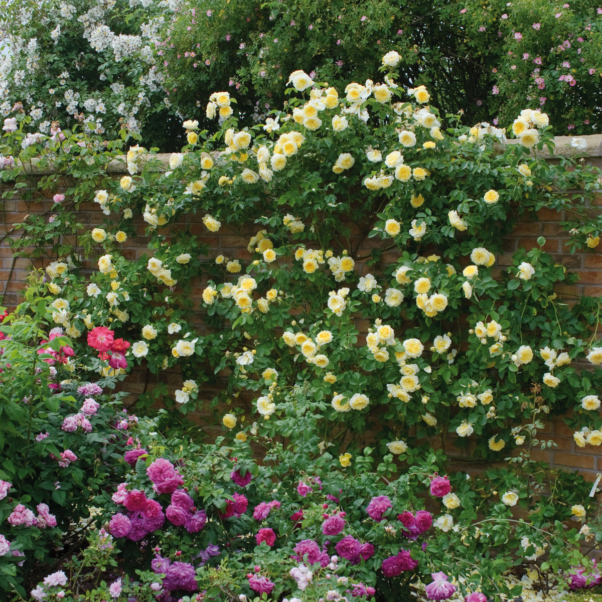 The Pilgrim (Auswalker) | English Climbing Rose | David Austin Roses