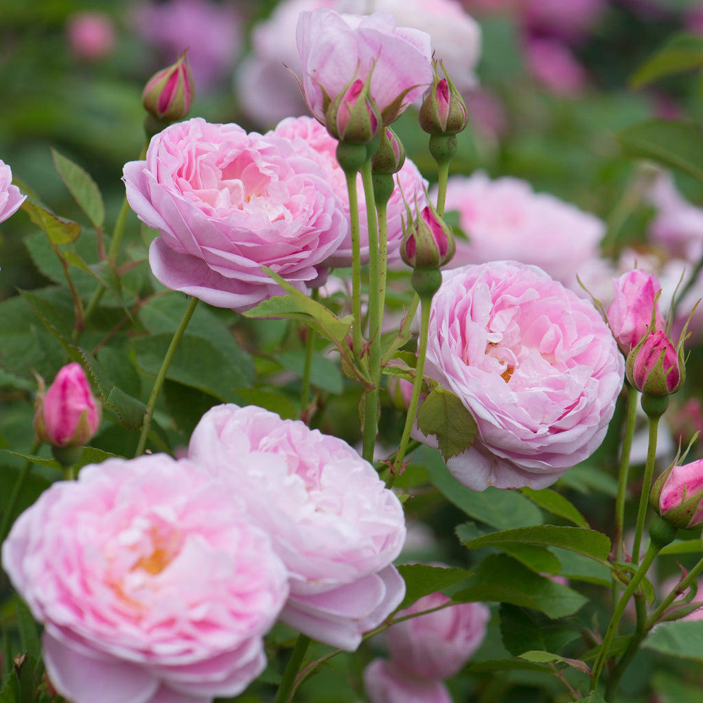 Queen Anne (Austruck) | English Shrub Rose | David Austin Roses