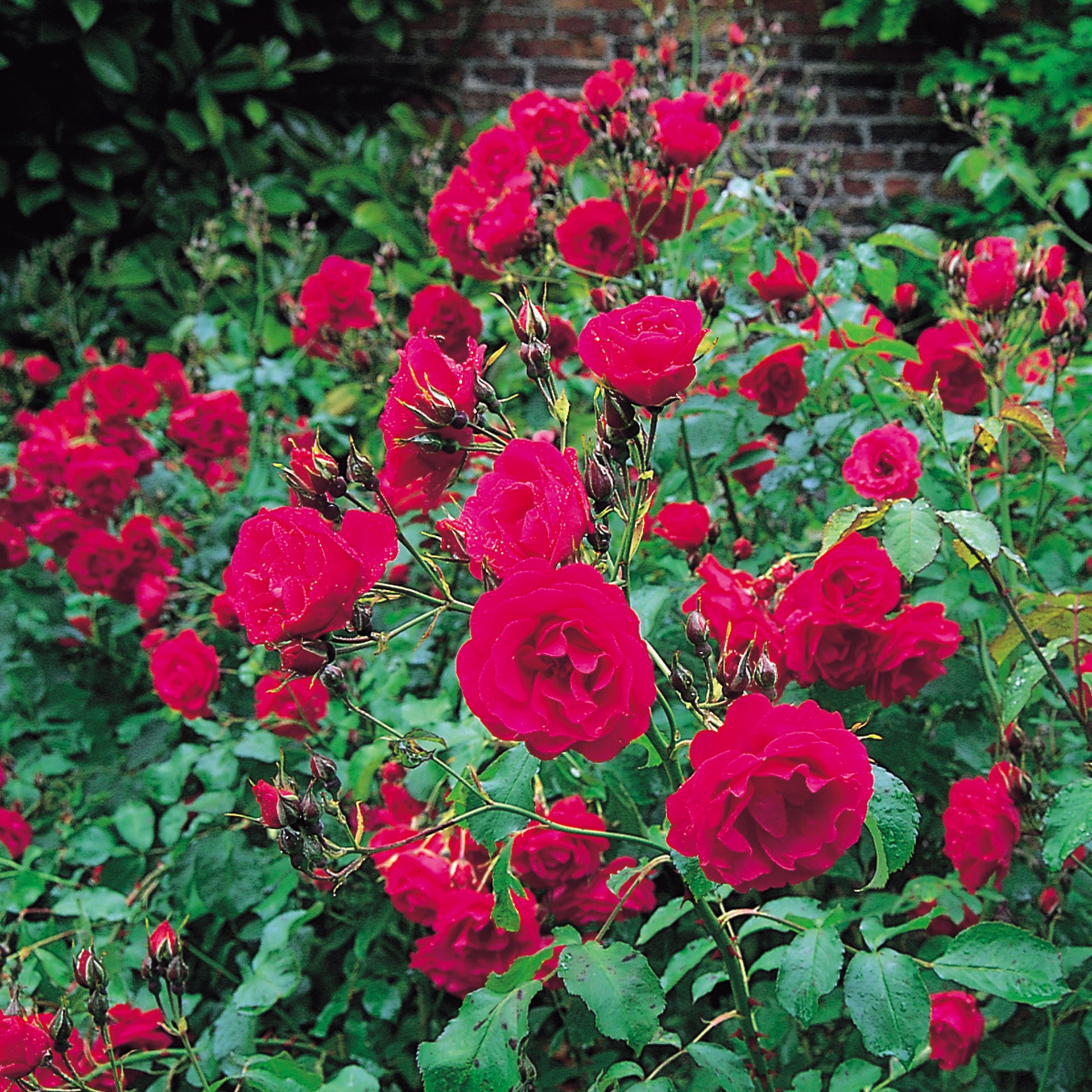 Wilhelm | Shrub Rose | David Austin Roses