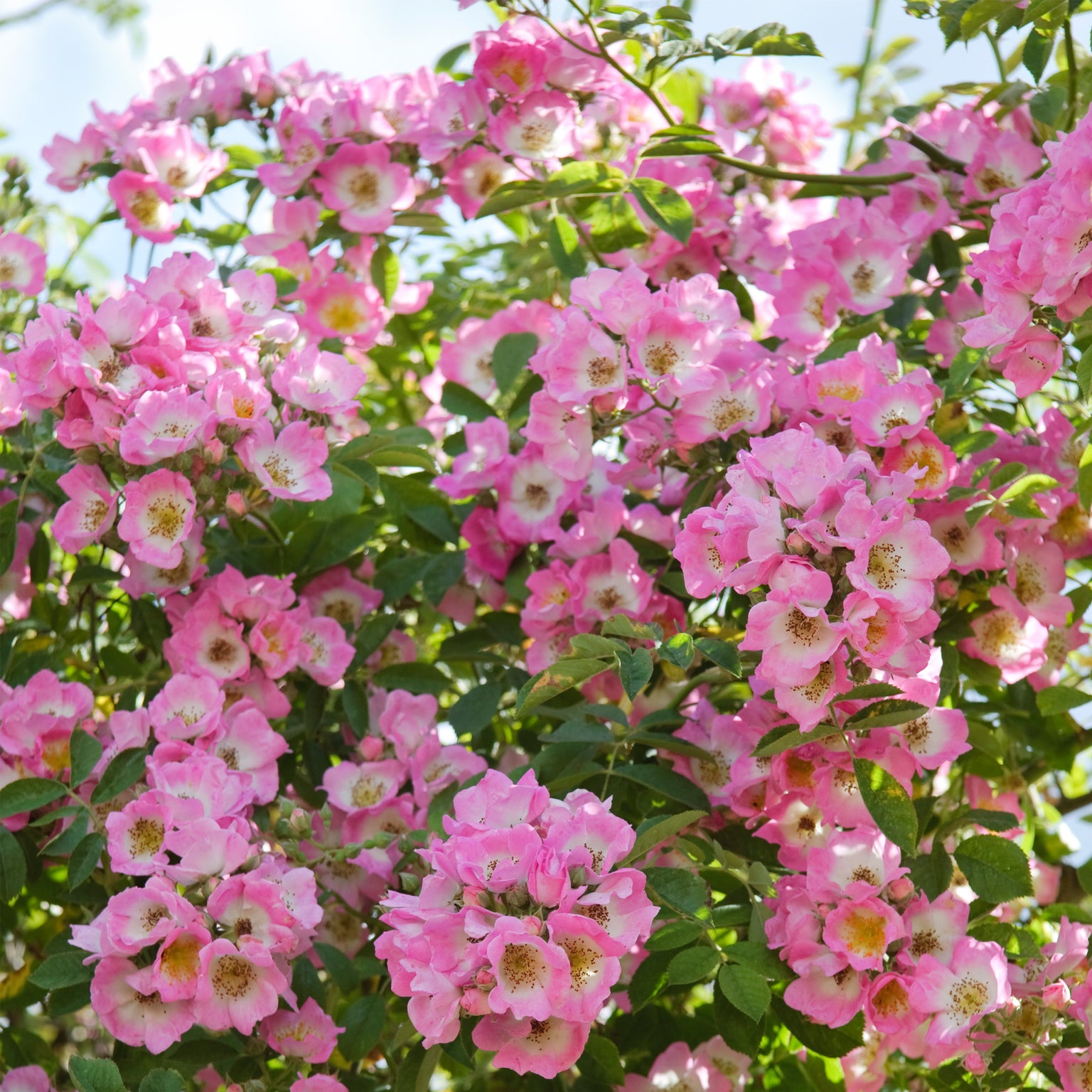 Kew Rambler | Rambling Rose | David Austin Roses