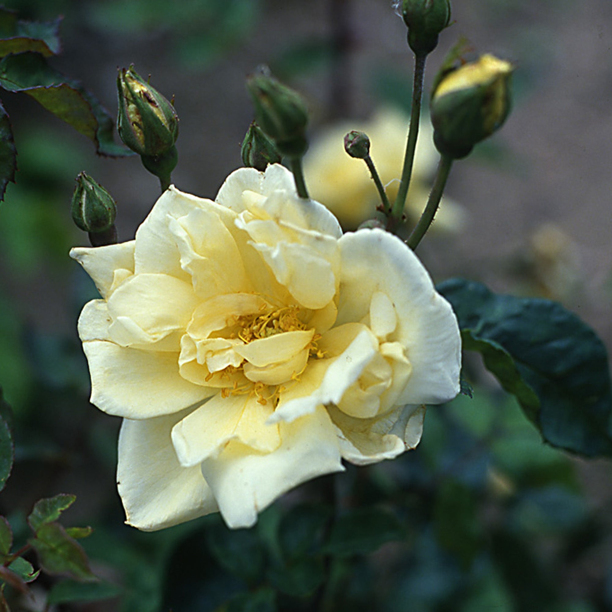 Francesca | Shrub Rose | David Austin Roses