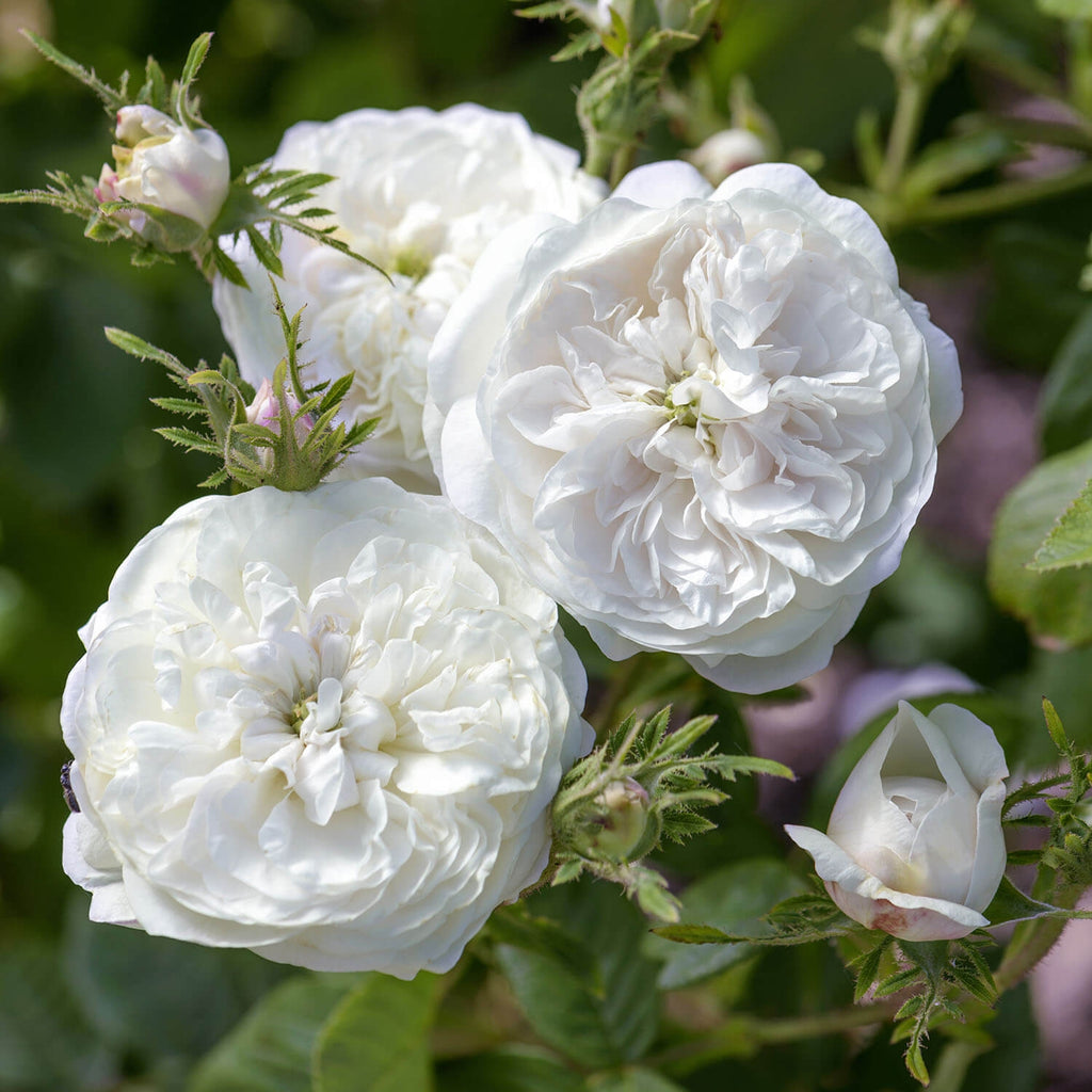 Mme. Hardy | Old Rose | David Austin Roses