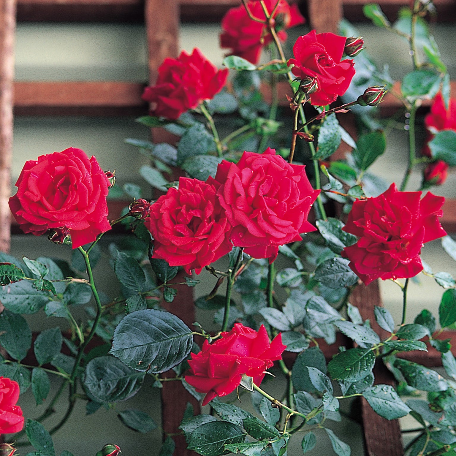Red Climbing Rose | David Austin Roses