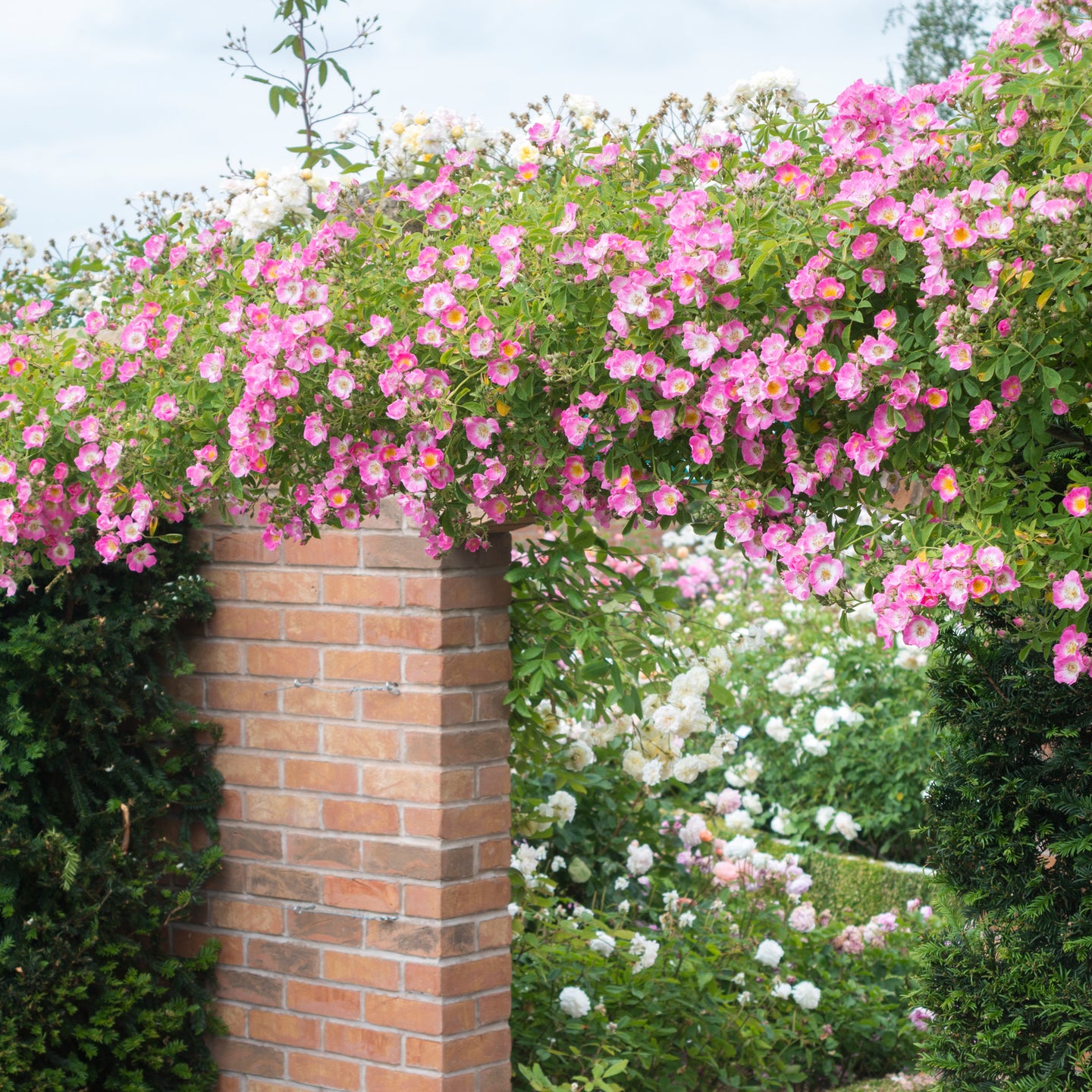 Kew Rambler | Rambling Rose | David Austin Roses