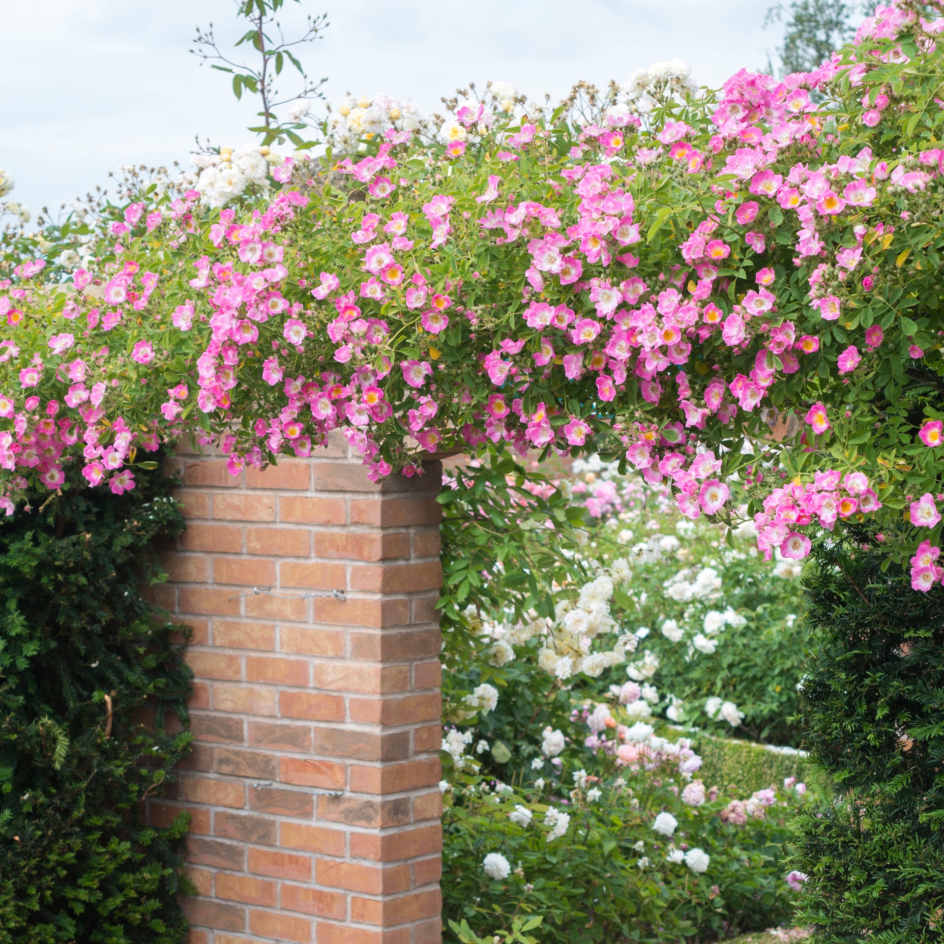 Kew Rambler | Rambling Rose | David Austin Roses