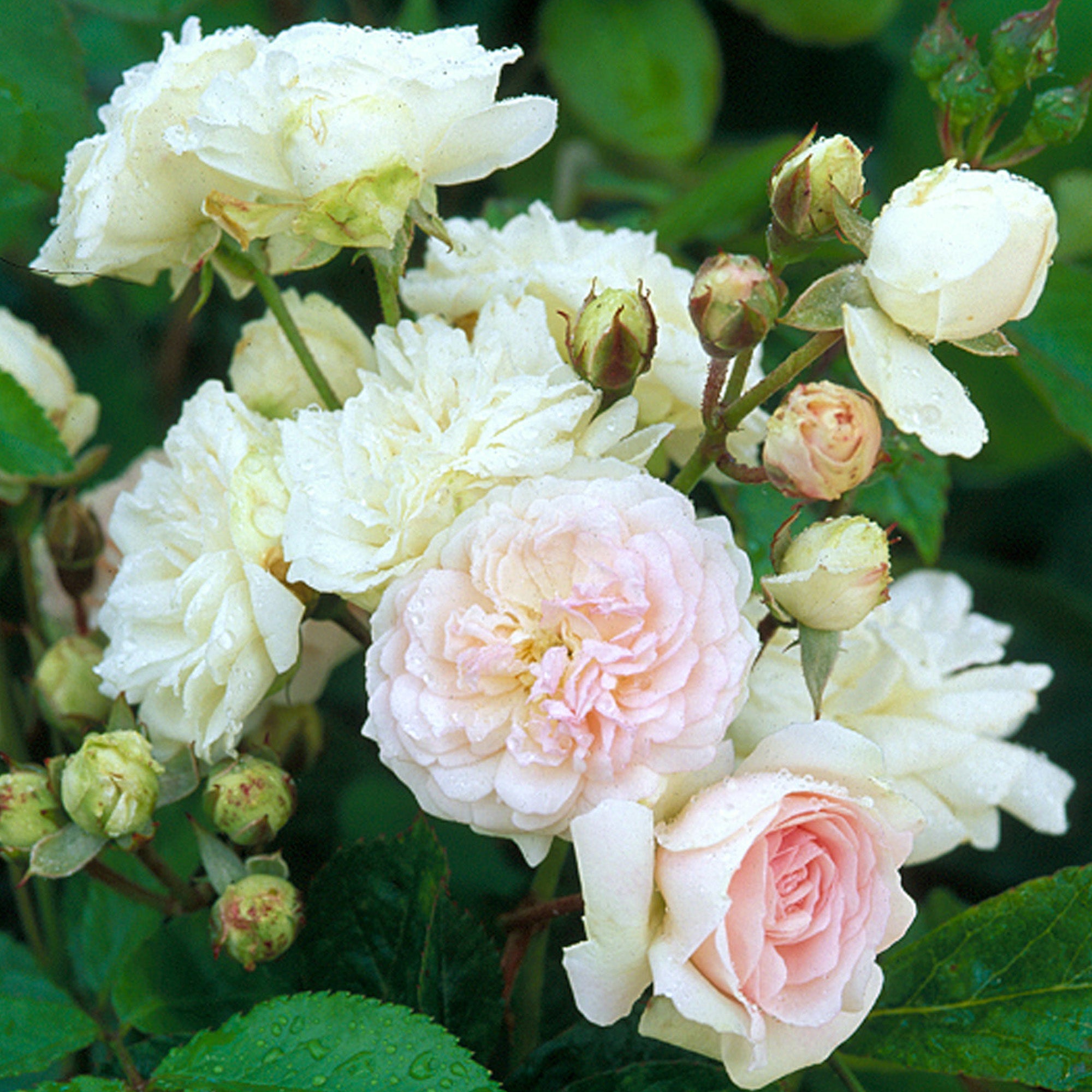 Marie-Jeanne | Dwarf Polyantha | David Austin Roses