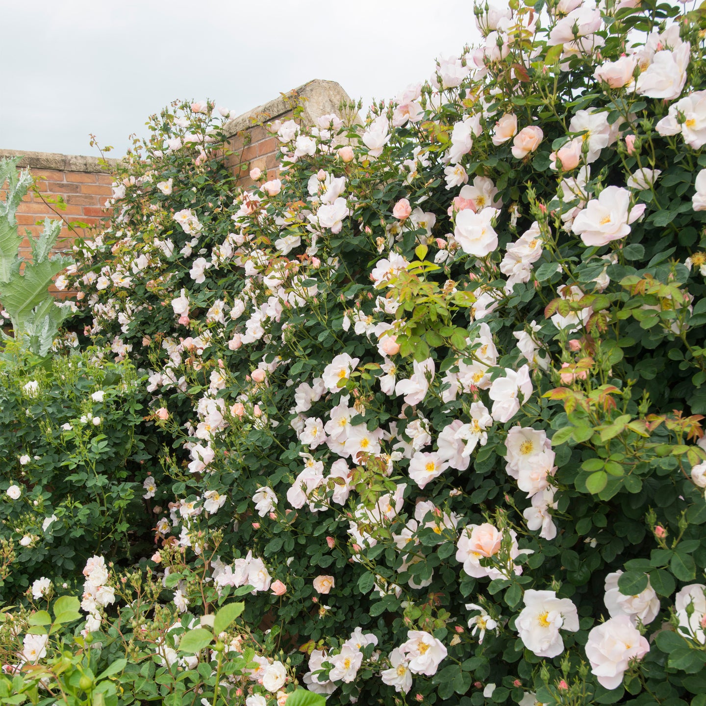 Light Pink Climbing Roses | David Austin Roses