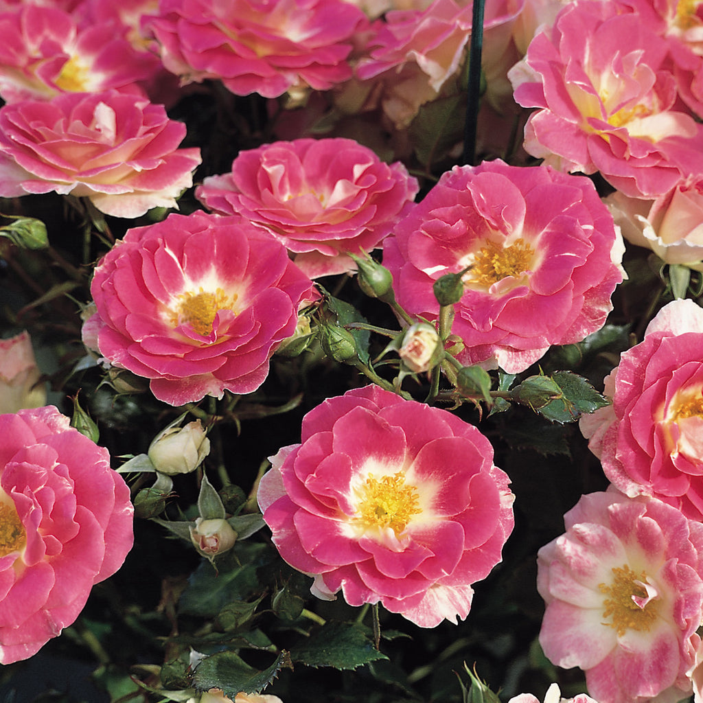 Patio Roses | David Austin Roses