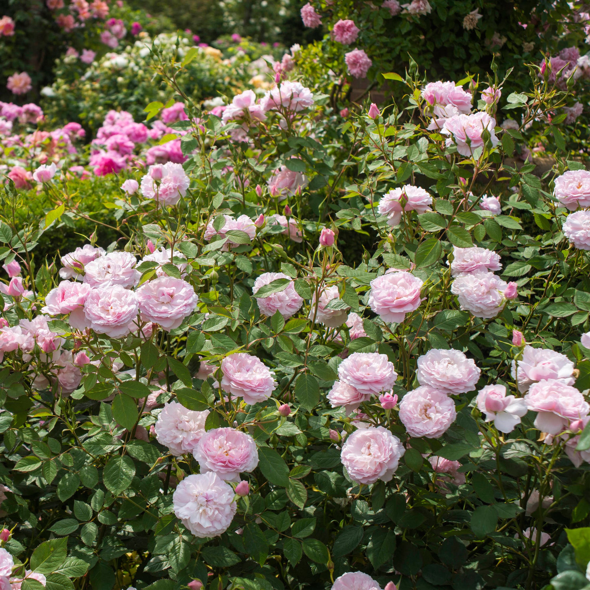 Lady Salisbury (Auscezed) | English Shrub Rose | David Austin Roses
