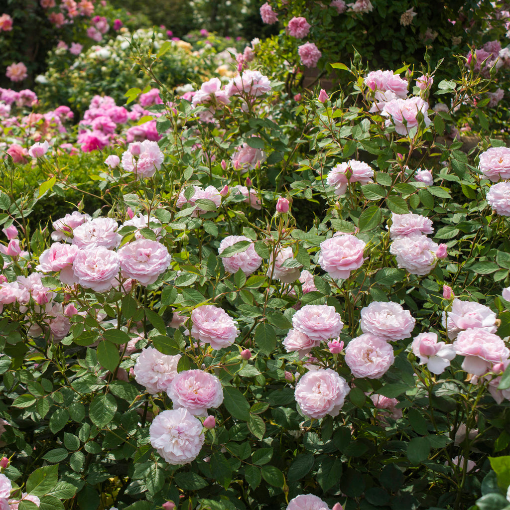 Lady Salisbury (Auscezed) | English Shrub Rose | David Austin Roses