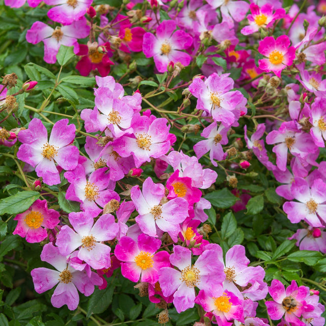 Purple Roses | David Austin Roses