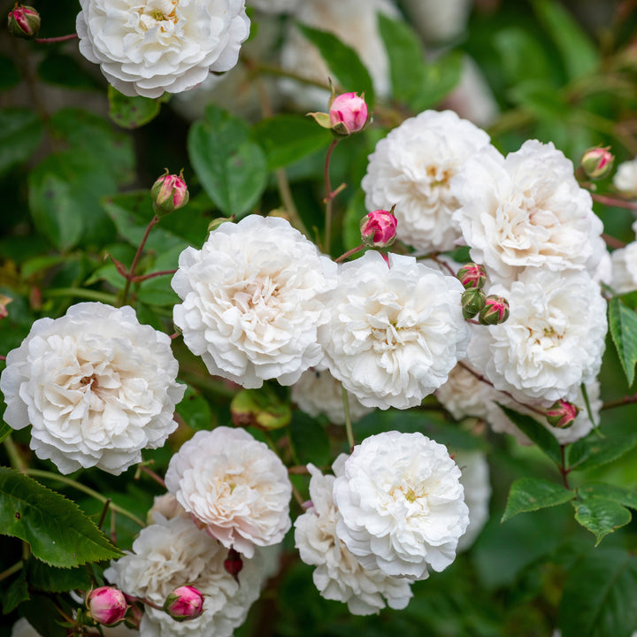 Climbing Roses For North Facing Walls | David Austin Roses