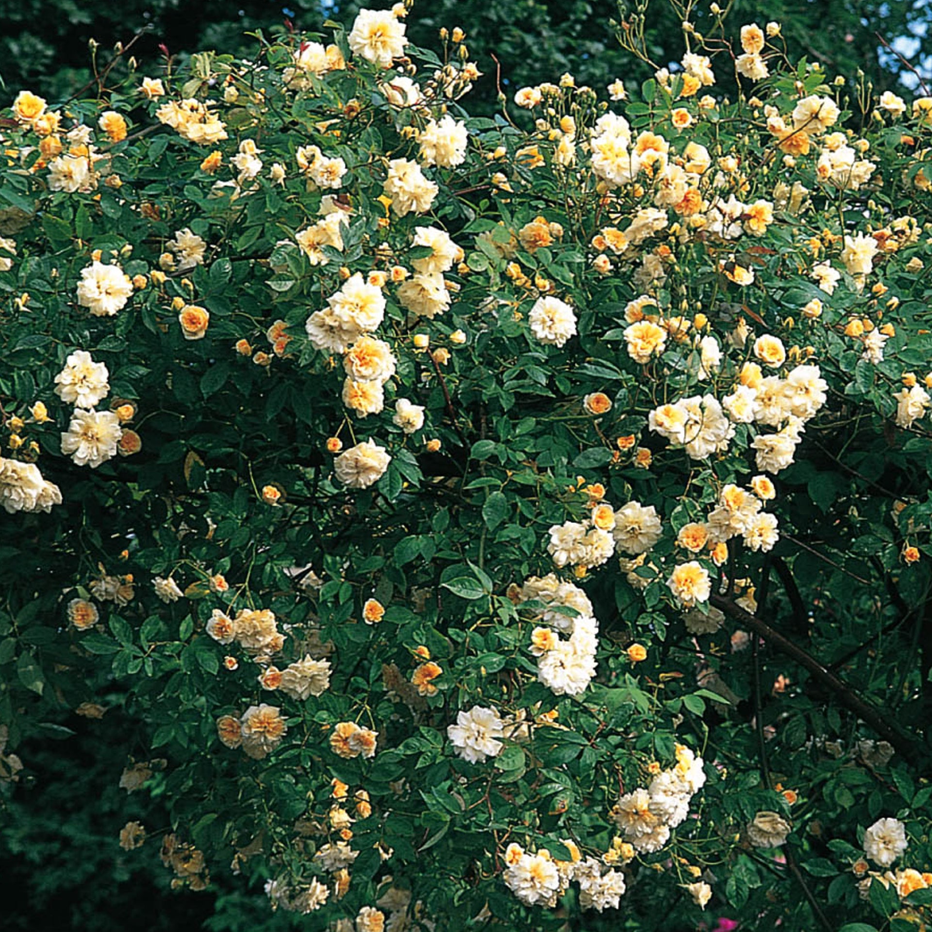 Claire Jacquier | Climbing Rose | David Austin Roses