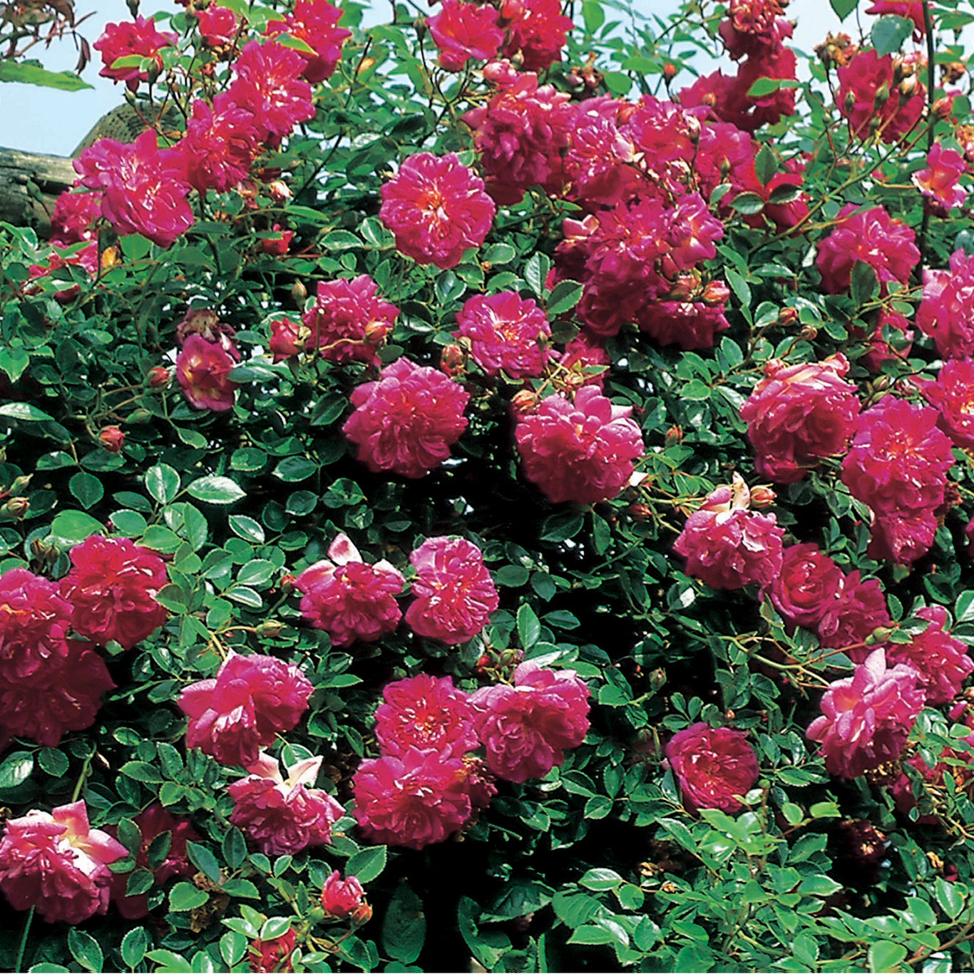 Alexandre Girault | Rambling Rose | David Austin Roses