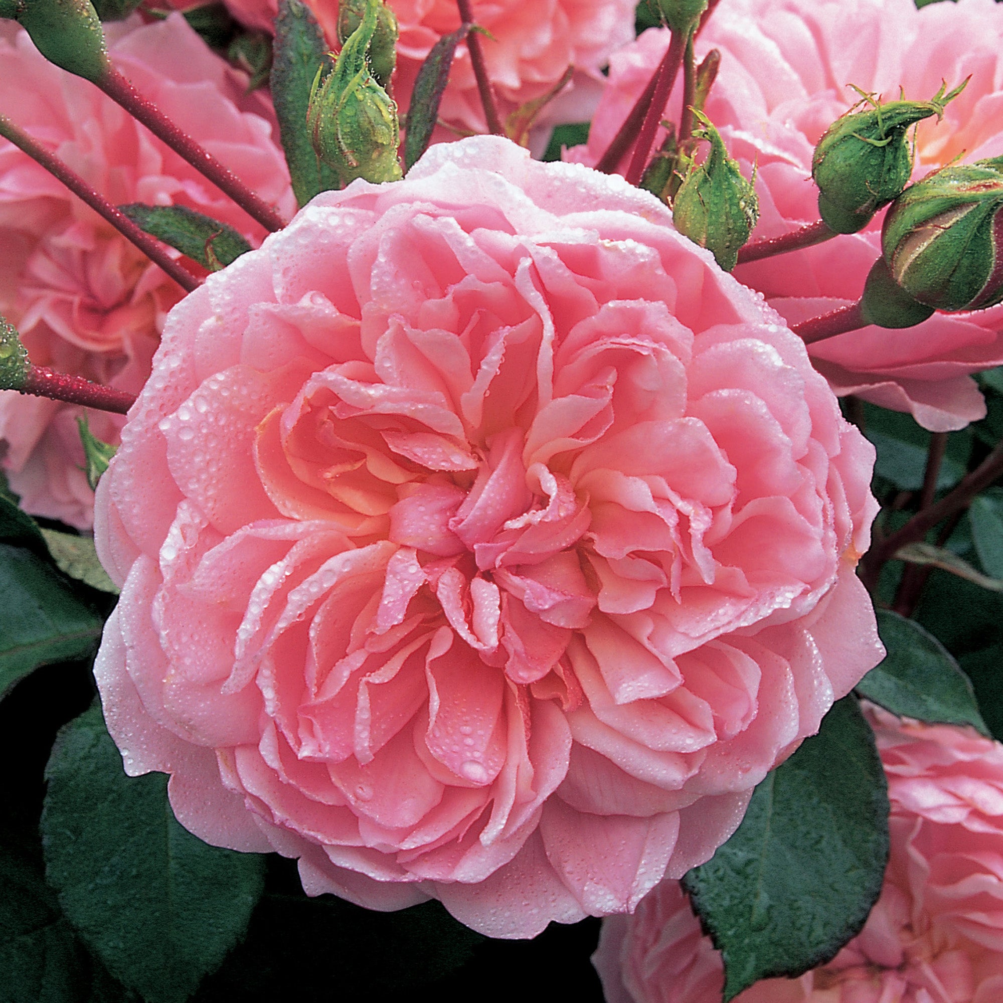 Anne Boleyn (Ausecret) | English Standard Tree Rose | David Austin Roses