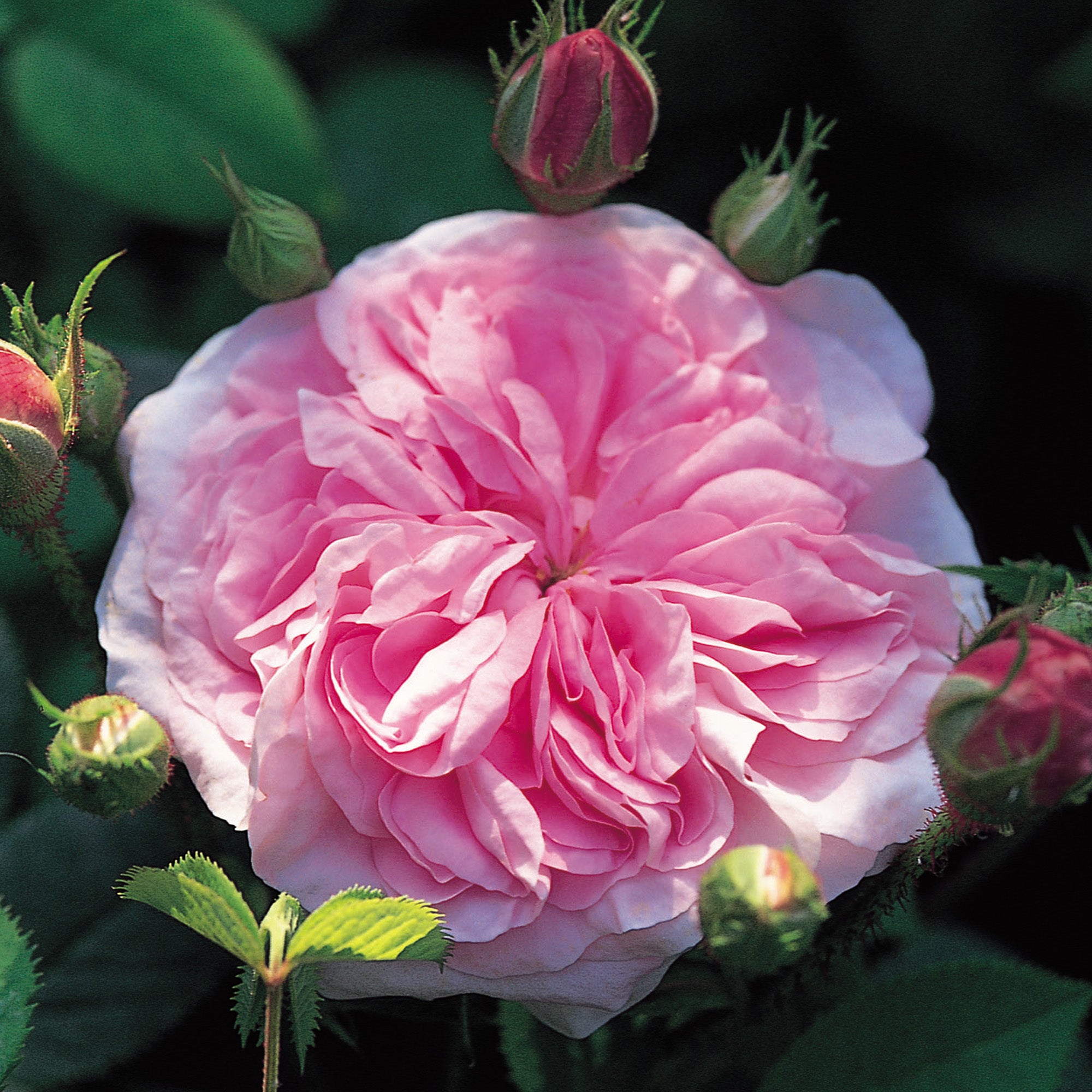 Queen of Denmark | Old Rose | David Austin Roses