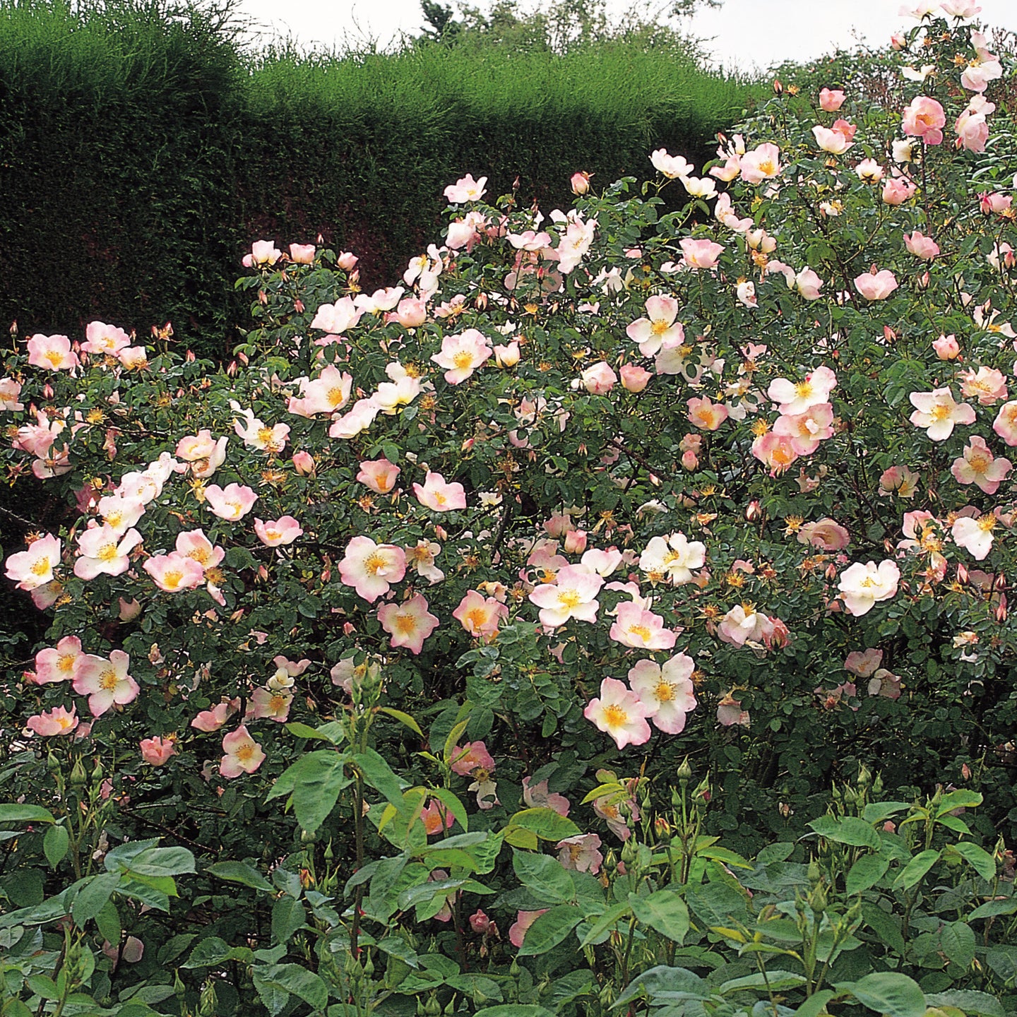R. spin. 'Robbie Burns' | Wild Rose | David Austin Roses