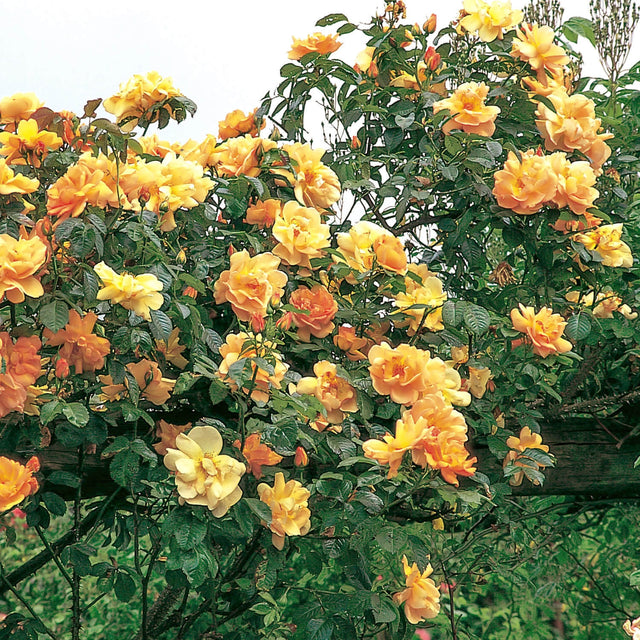 Yellow Climbing Roses | David Austin Roses