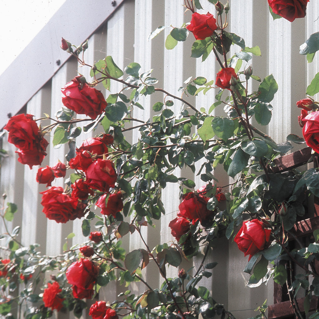 Ena Harkness | Climbing Rose | David Austin Roses