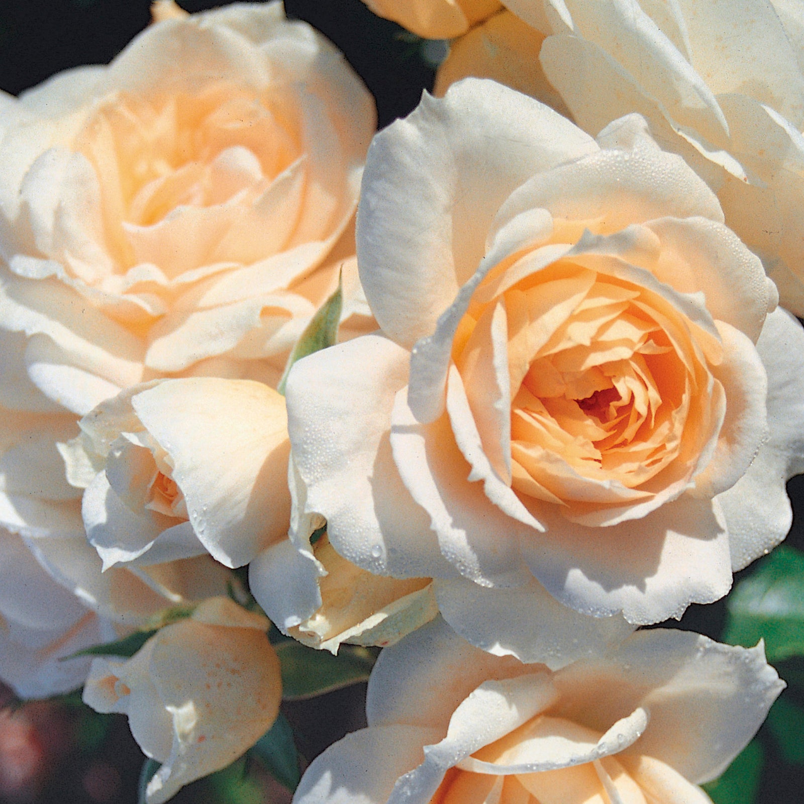 Floribunda Roses | David Austin Roses