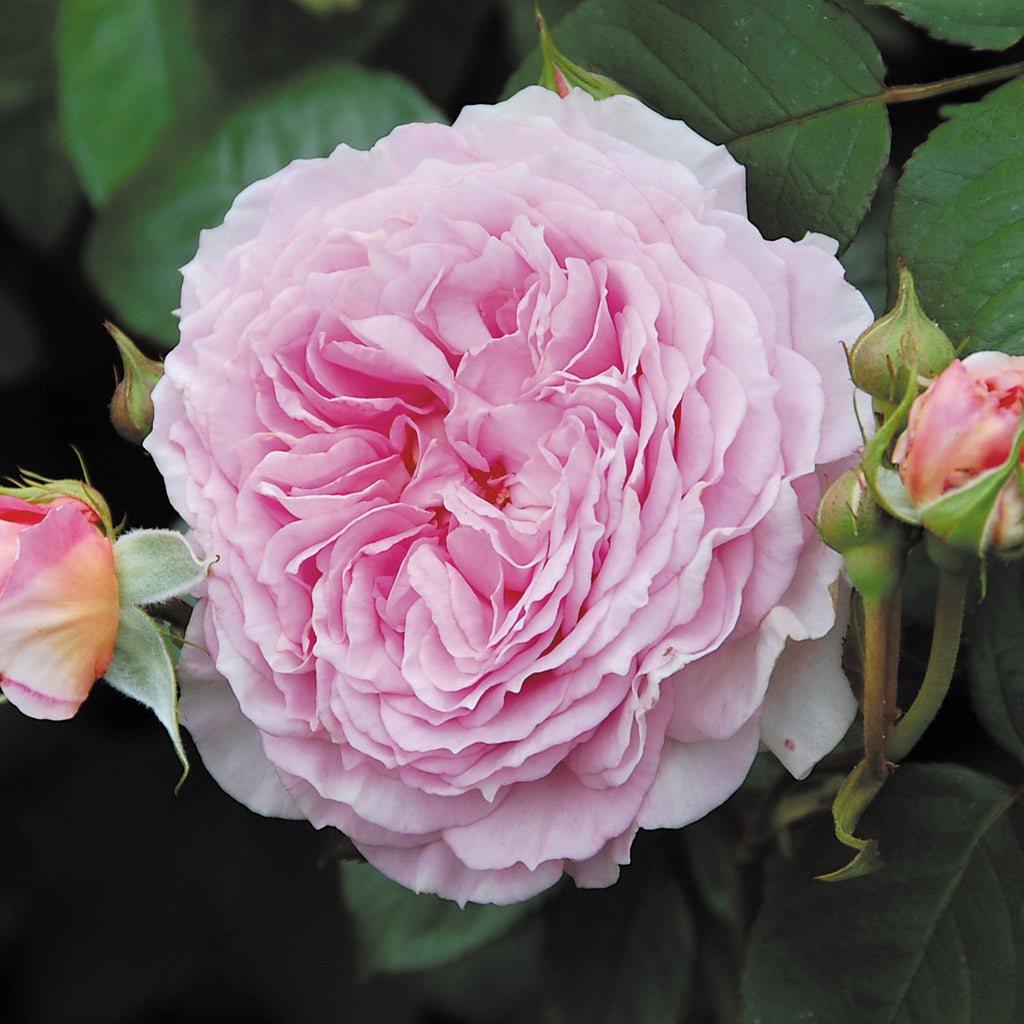 James Galway (Auscrystal) | English Climbing Rose | David Austin Roses