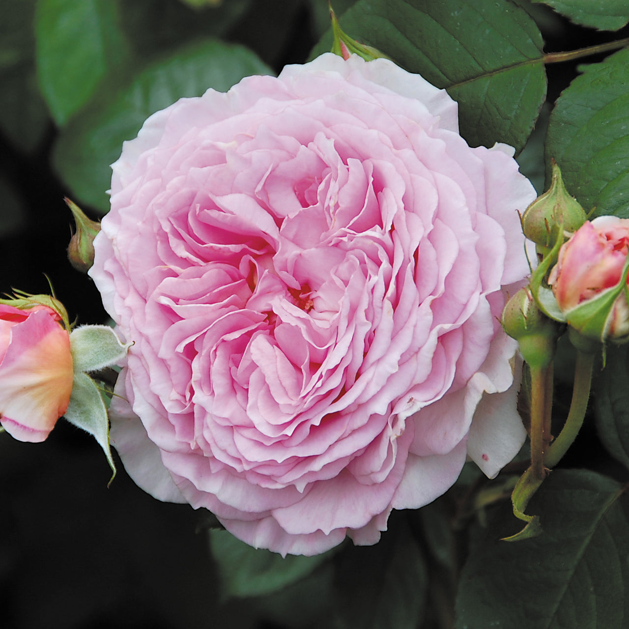 James Galway (Auscrystal) | English Climbing Rose | David Austin Roses