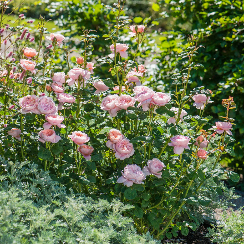 Queen of Sweden (Austiger) | English Shrub Rose | David Austin Roses