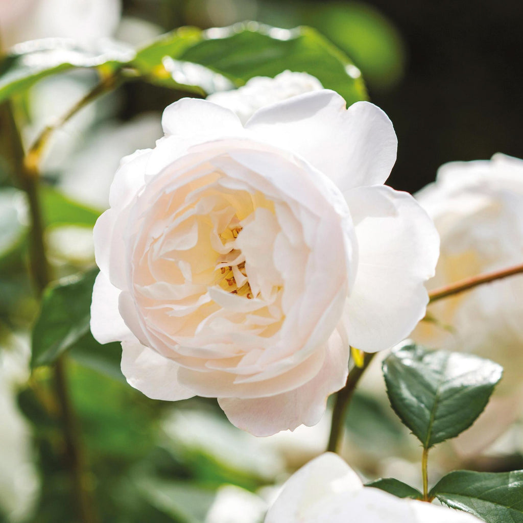 Desdemona | English Shrub Rose | David Austin Roses