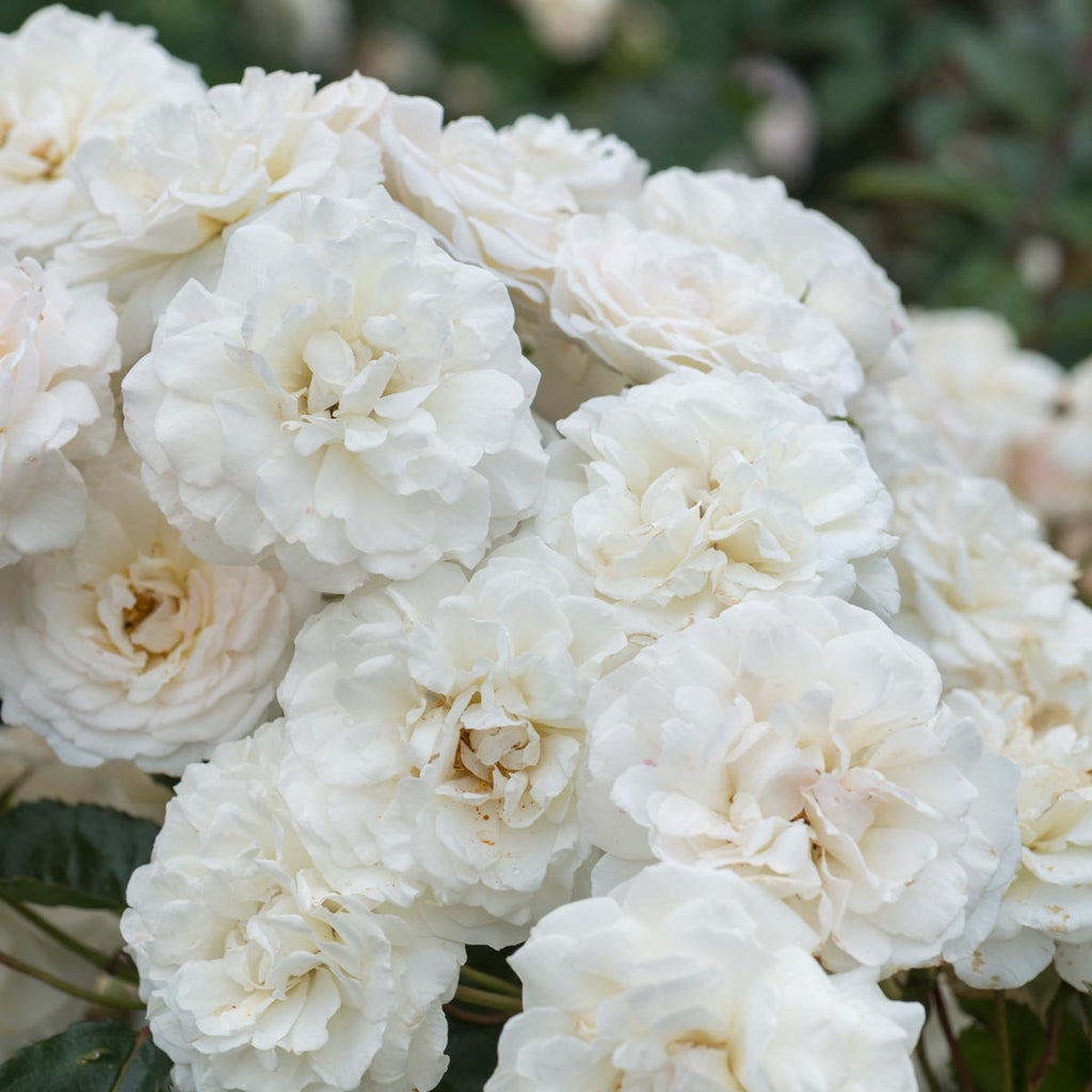 Moonlight | Shrub Rose | David Austin Roses