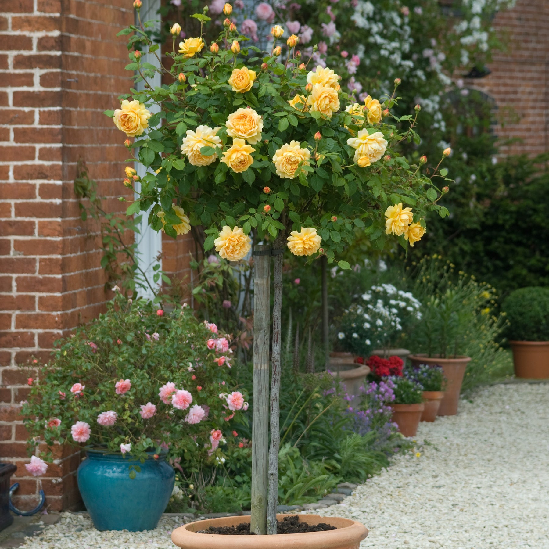 Golden Celebration (Ausgold) | English Standard Tree Rose | David ...