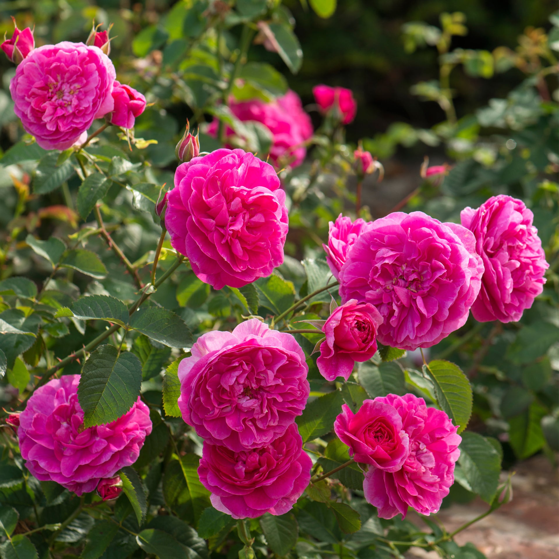 England's Rose (Auslounge) | English Shrub Rose | David Austin Roses