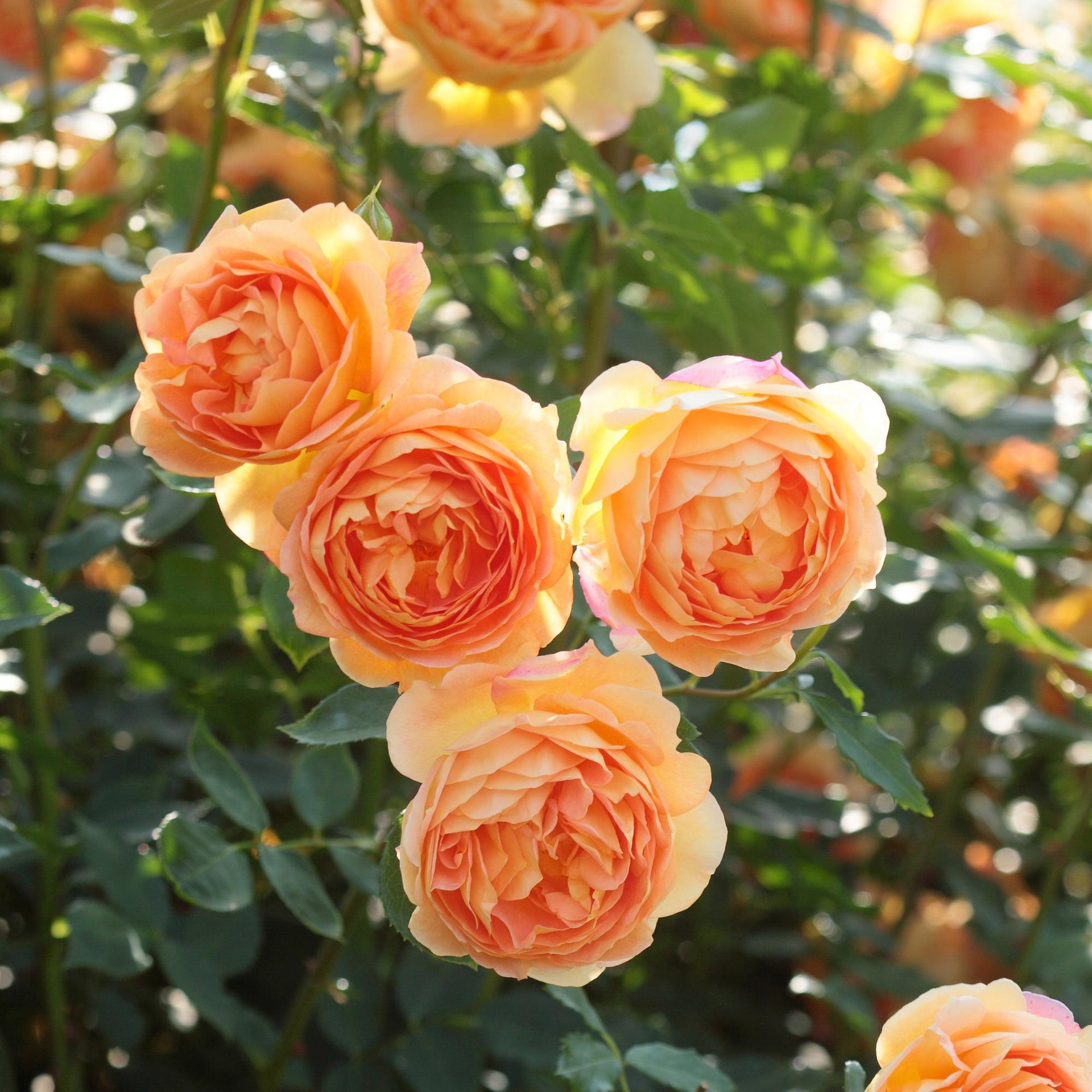 Roses Named After Women | David Austin Roses