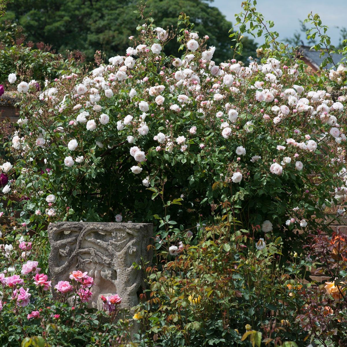 The Albrighton Rambler | English Rambling Rose | David Austin Roses