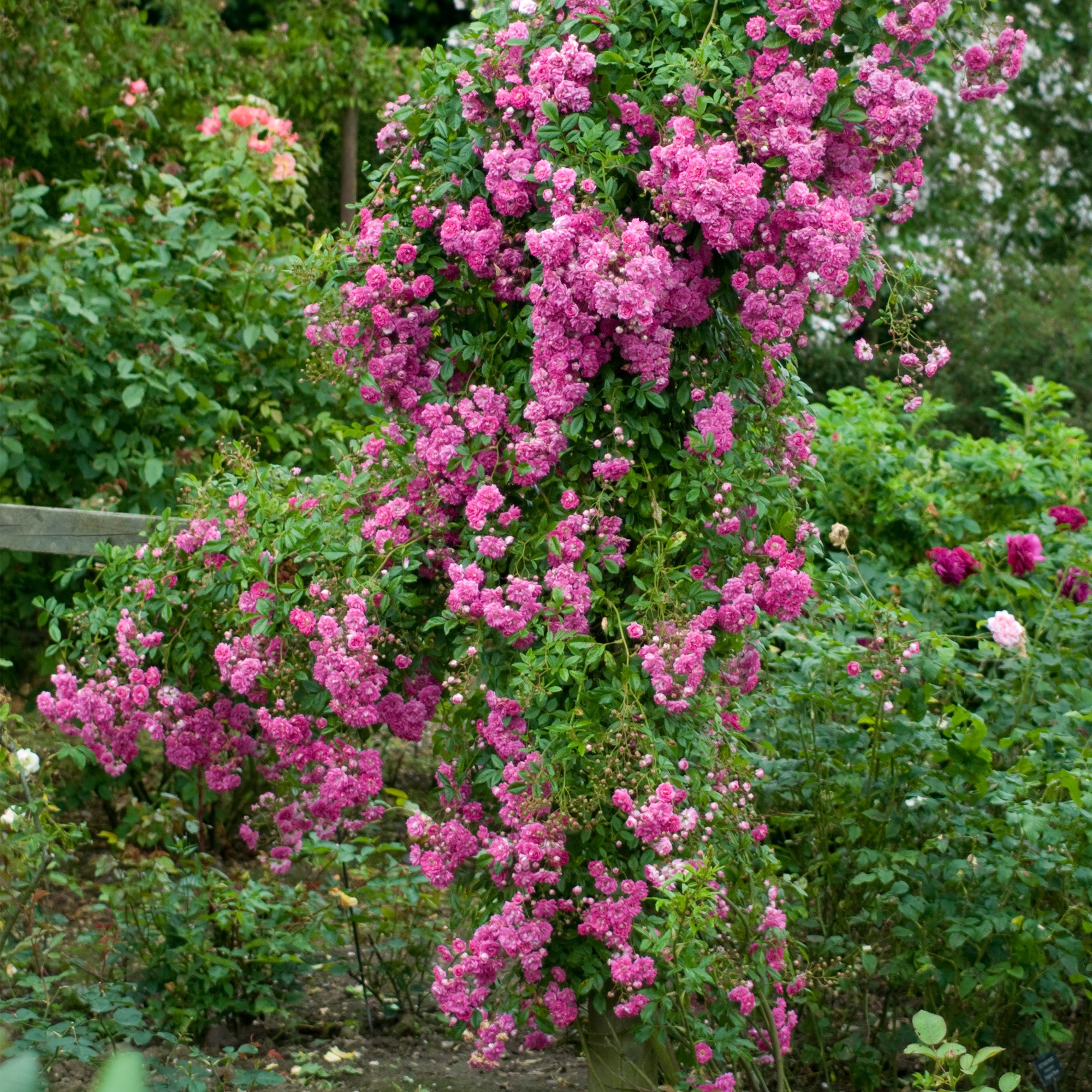 Super Dorothy | Rambling Rose | David Austin Roses