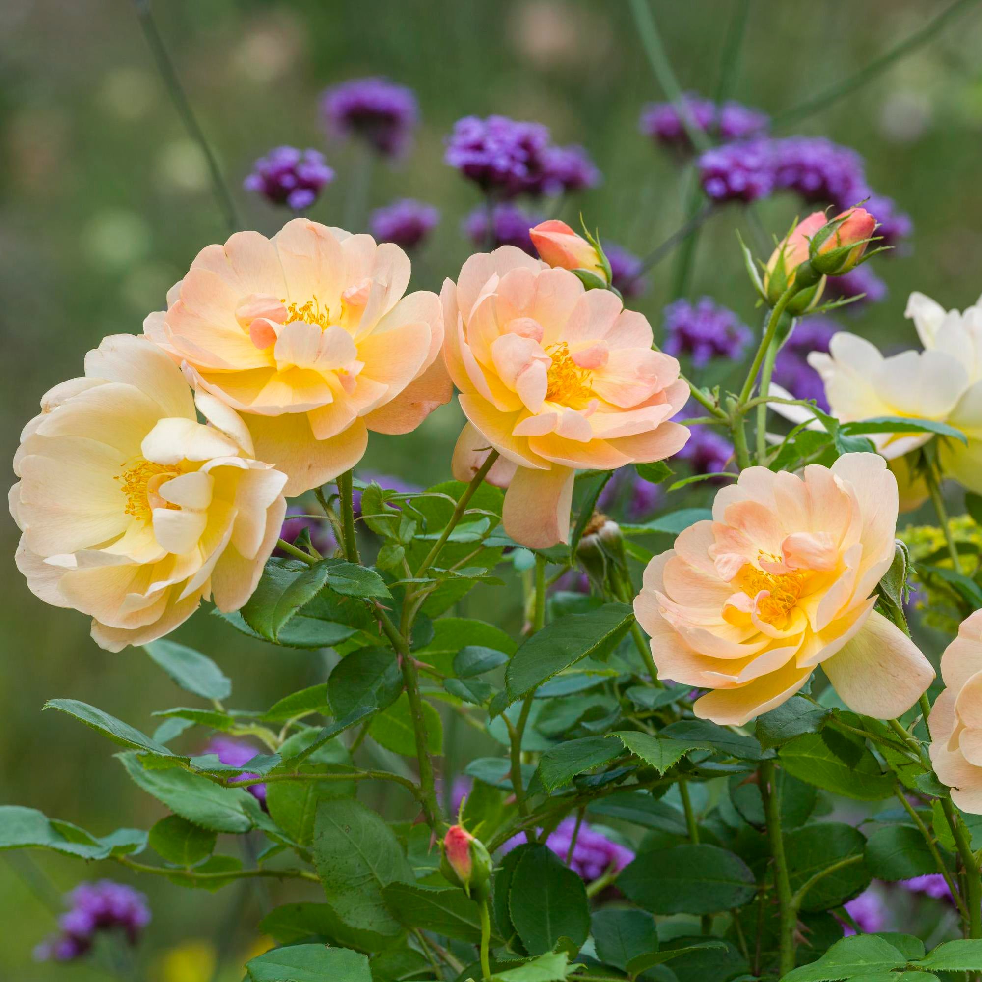 The Lark Ascending (Ausursula) | English Shrub Rose | David Austin Roses