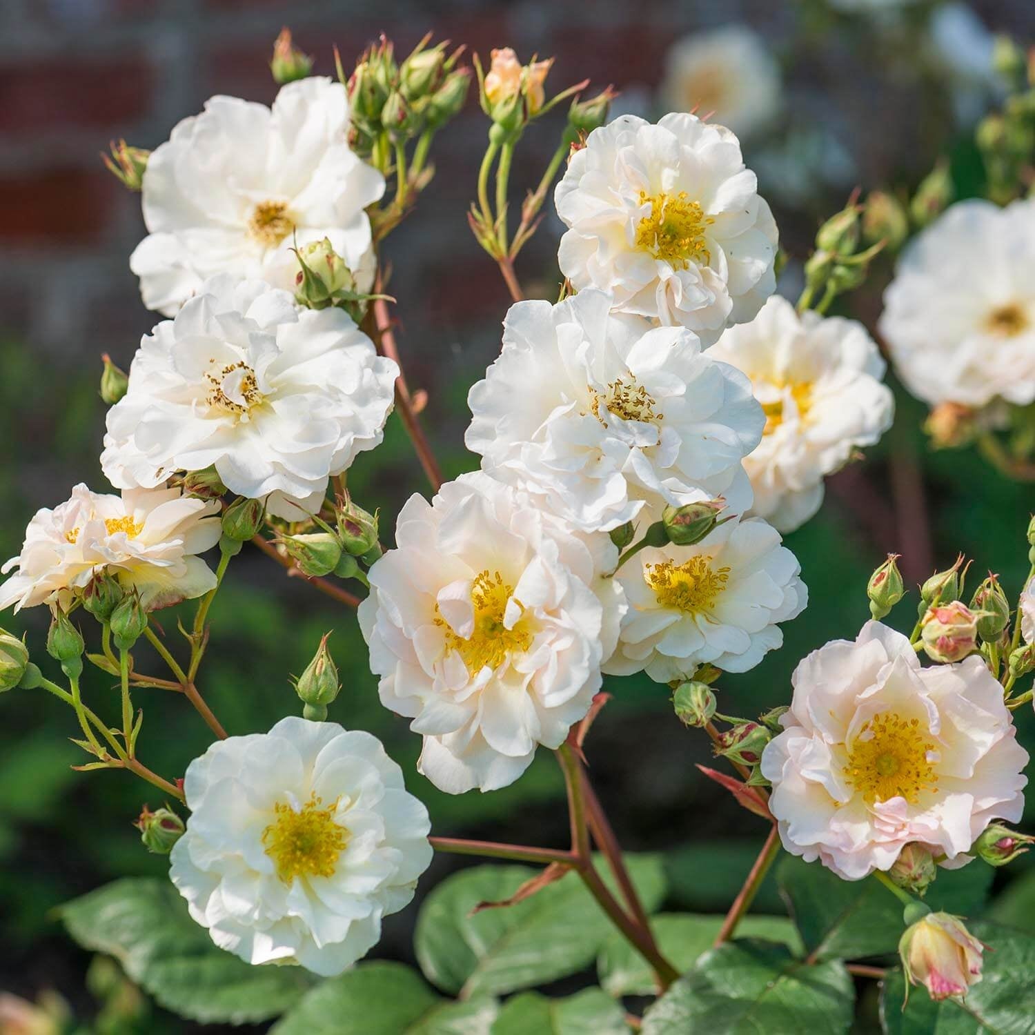 Penelope | Shrub Rose | David Austin Roses