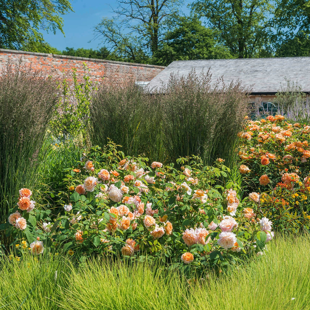 Grace (Auskeppy) | English Shrub Rose | David Austin Roses