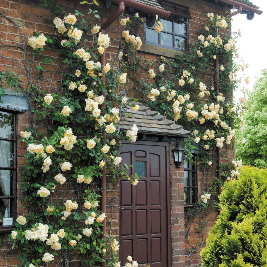 Lady Hillingdon | Climbing Rose | David Austin Roses