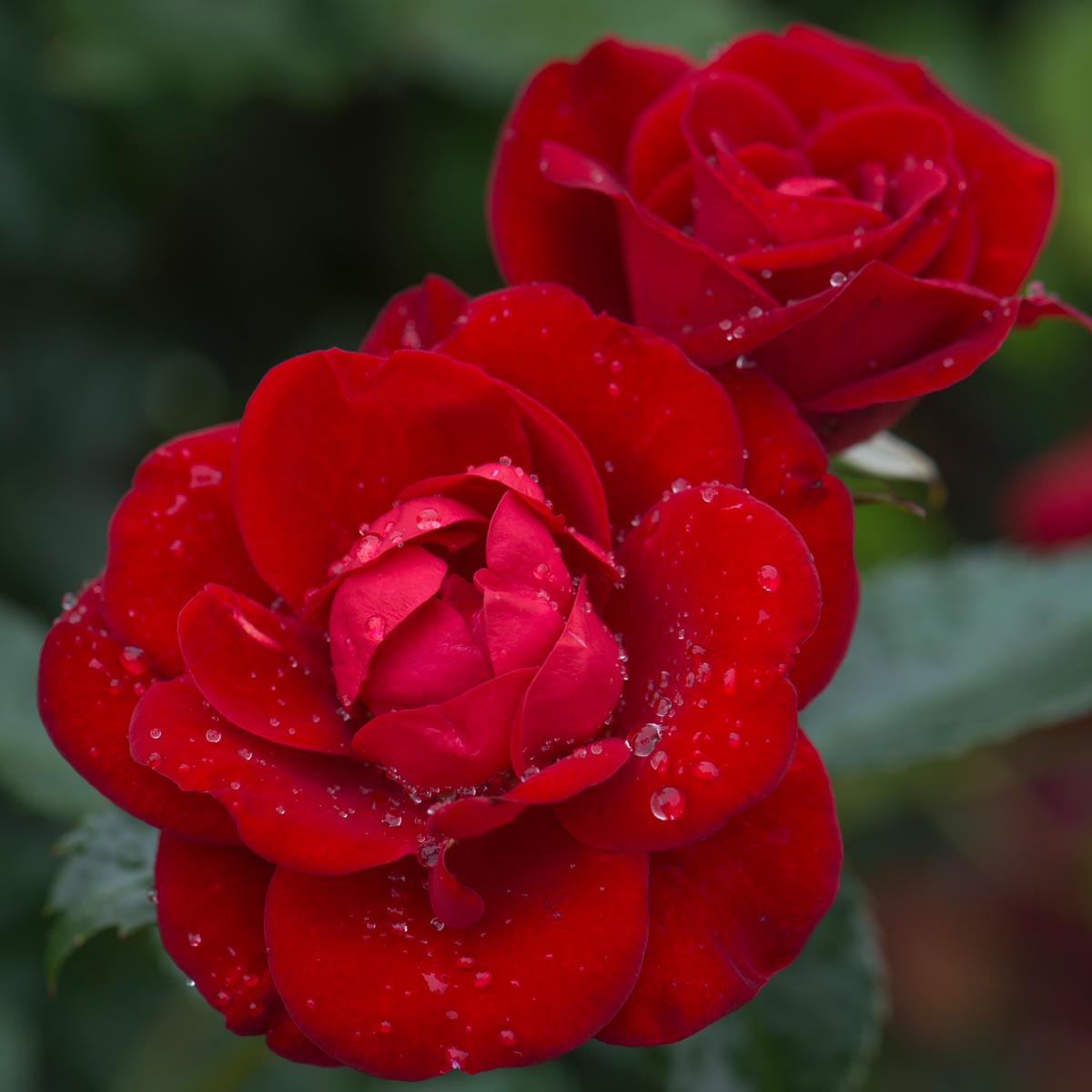 Ruby 40th Anniversary | Standard Tree Rose | David Austin Roses