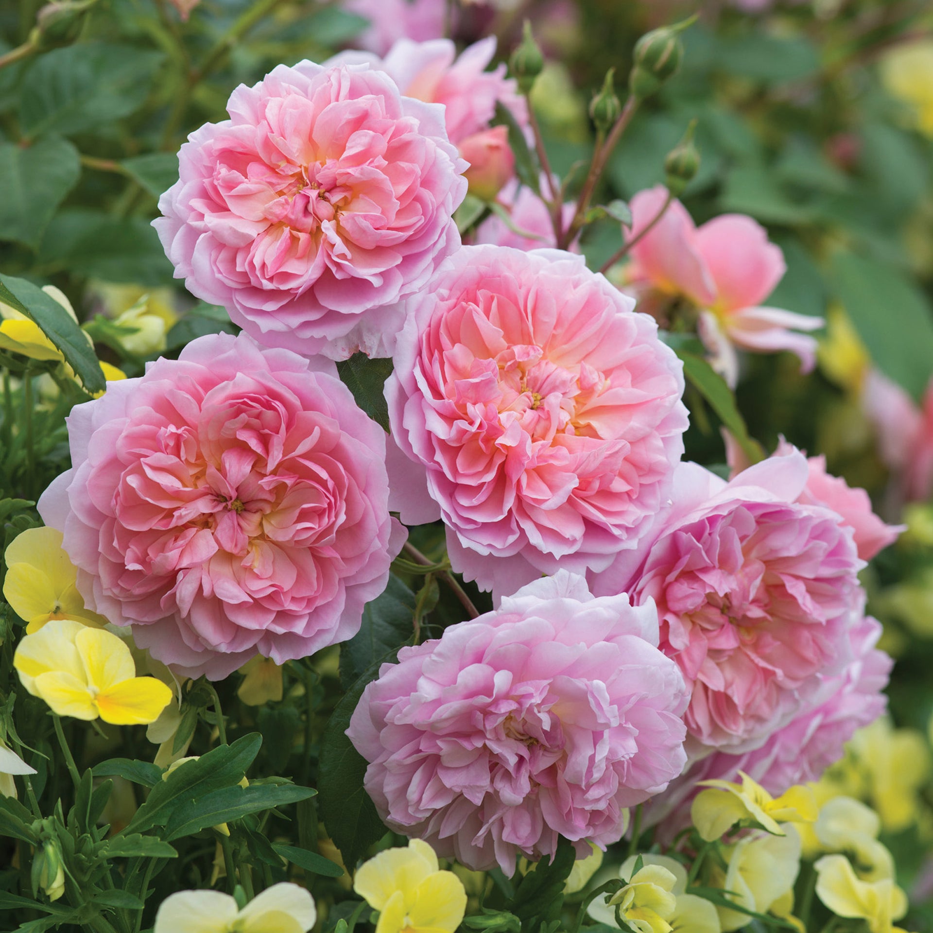 Anne Boleyn (Ausecret) | English Shrub Rose | David Austin Roses