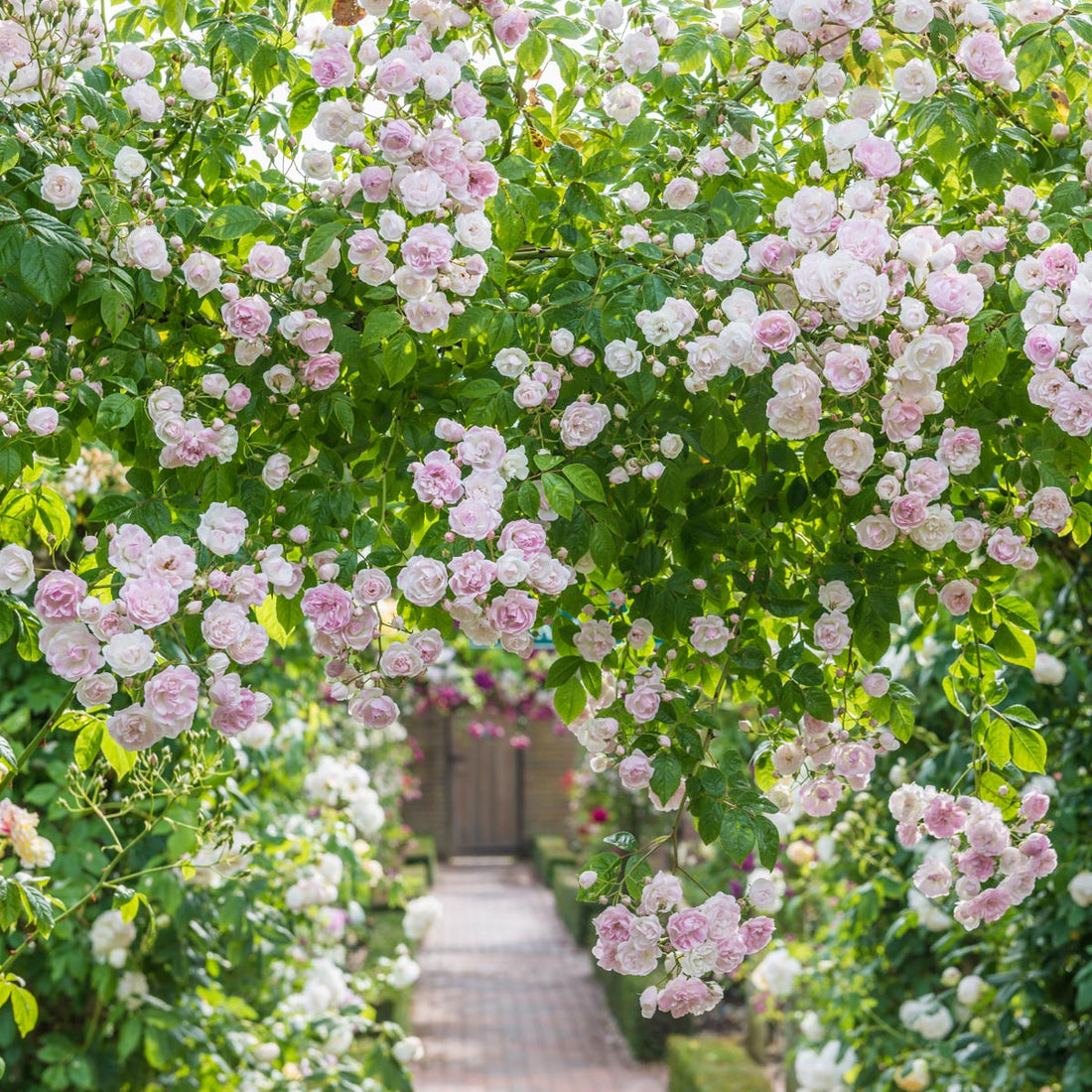 Belvedere | Rambling Rose | David Austin Roses