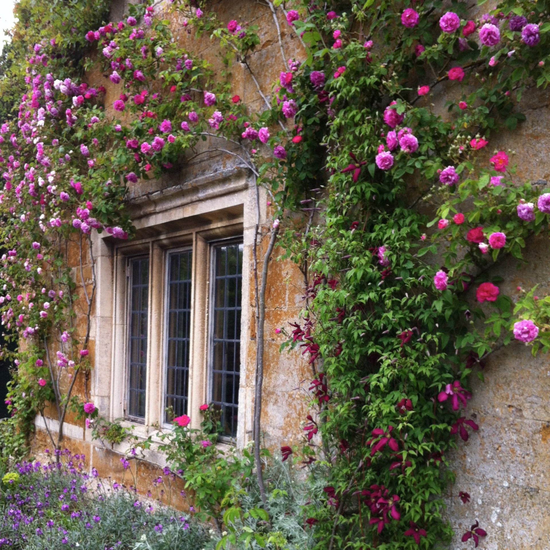 Seven Sisters’ Rose | Rambling Rose | David Austin Roses