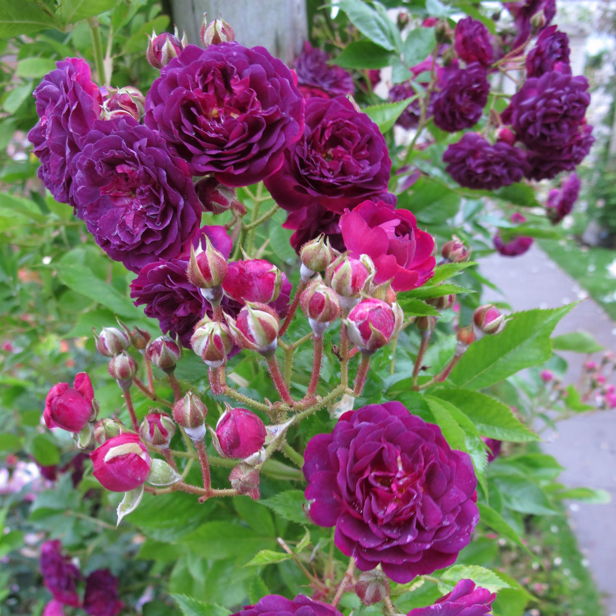 Bleu Magenta | Rambling Rose | David Austin Roses