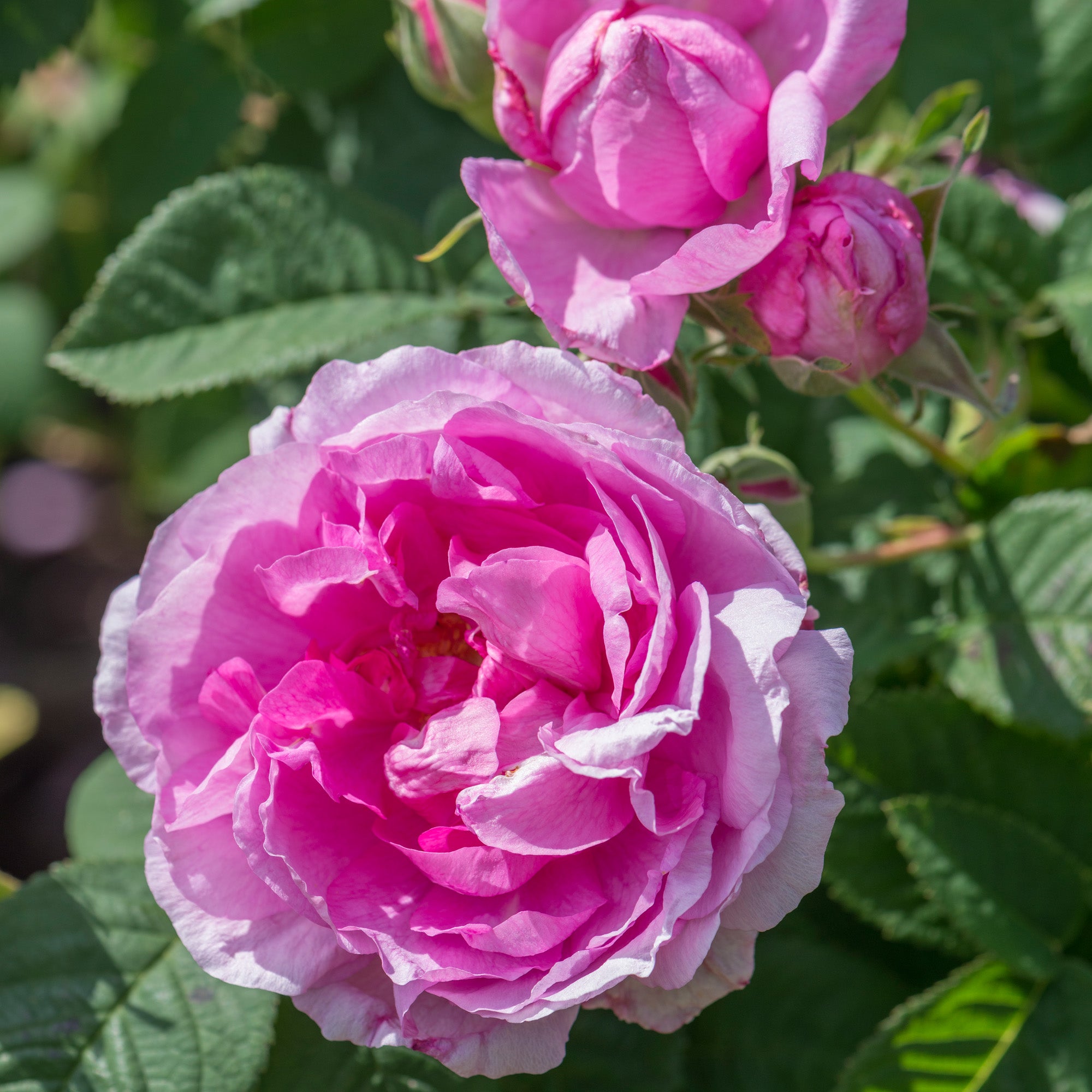 Empress Joséphine | Old Rose | David Austin Roses