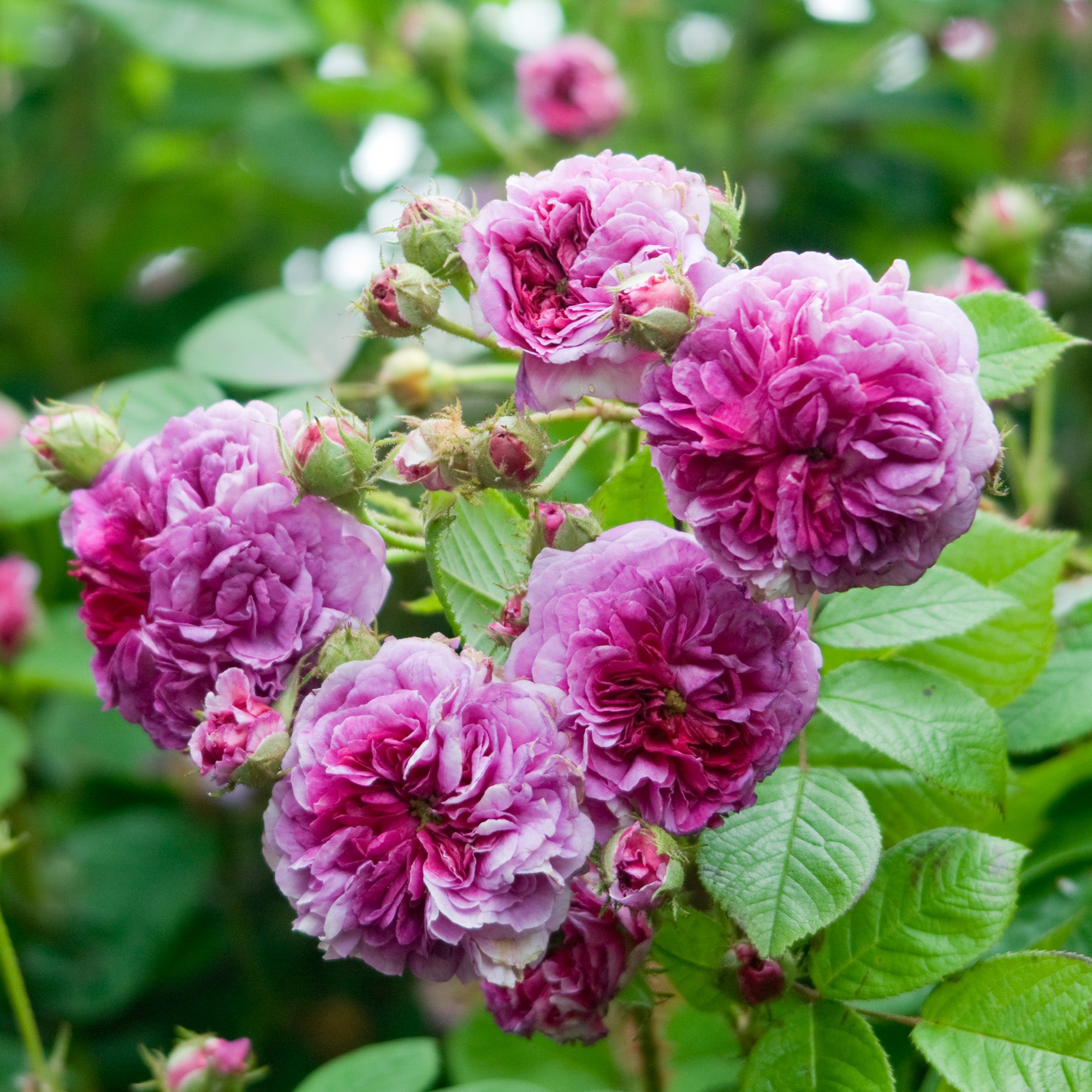 Russelliana | Rambling Rose | David Austin Roses