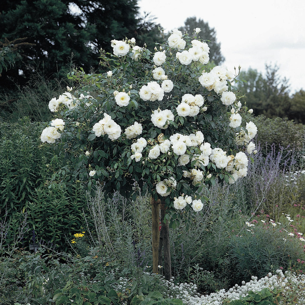 Iceberg | Standard Tree Rose | David Austin Roses