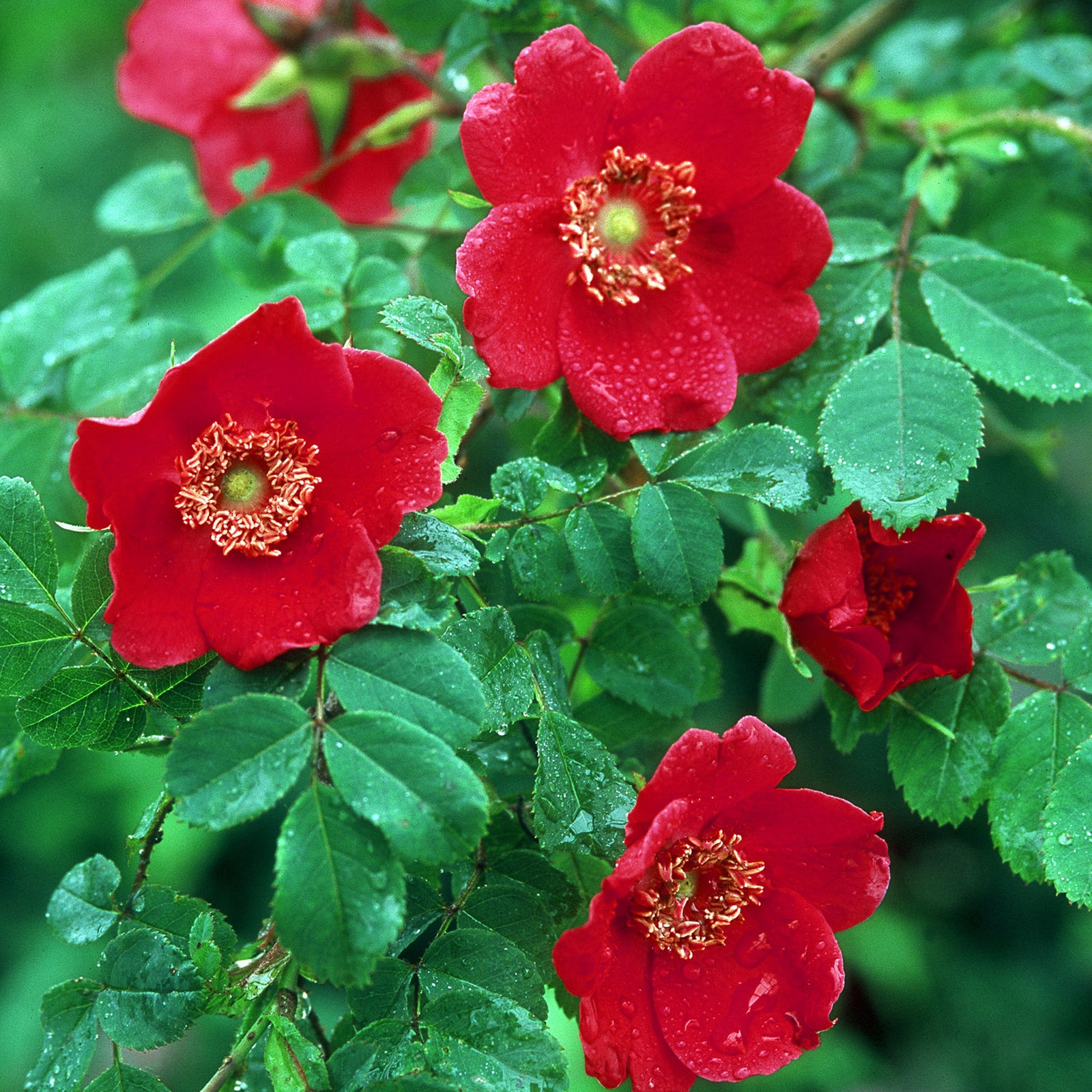 R. moyesii 'Geranium' | Wild Rose | David Austin Roses