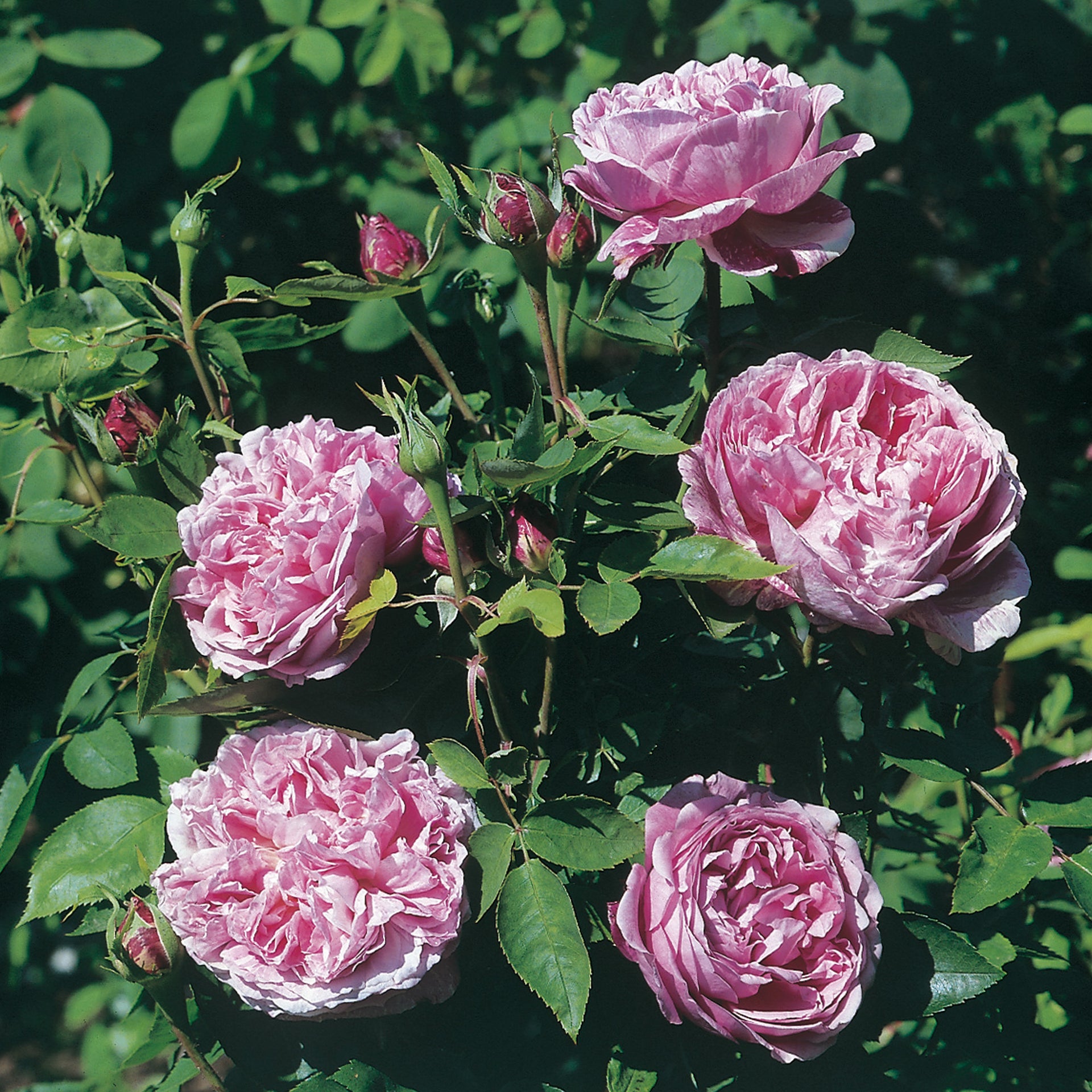 Vick’s Caprice | Old Rose | David Austin Roses
