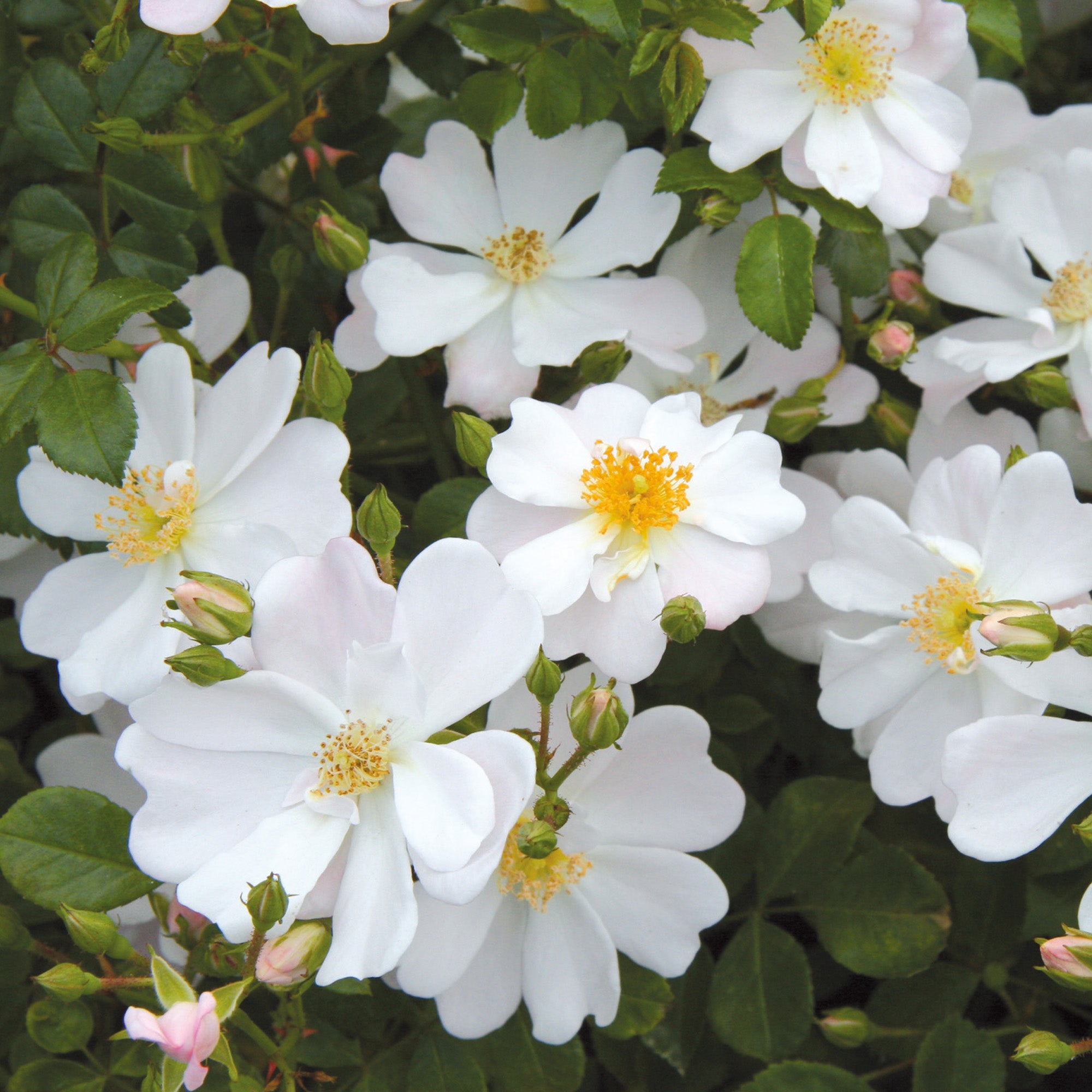 Grouse 2000 | Ground Cover Rose | David Austin Roses