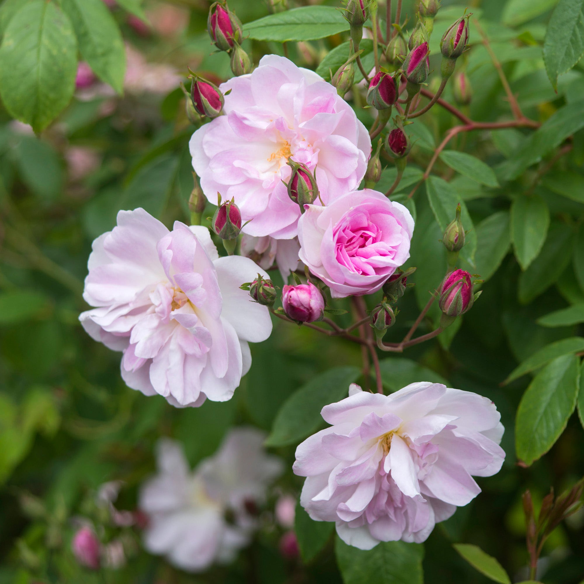 Champney's Pink Cluster | Climbing Rose | David Austin Roses